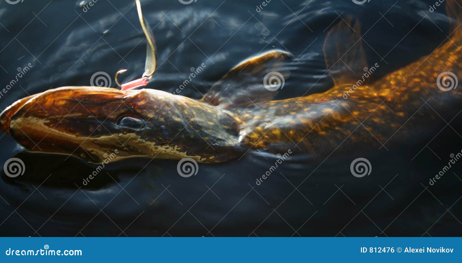 A pike fighting stock photo. Image of freshwater, game - 812476