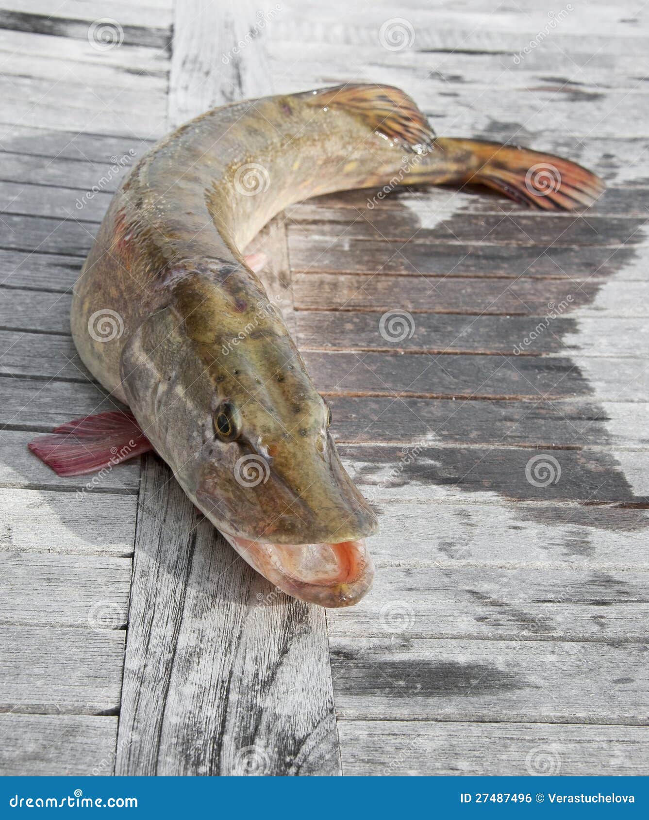 A pike fish stock photo. Image of leisure, close, catch - 27487496