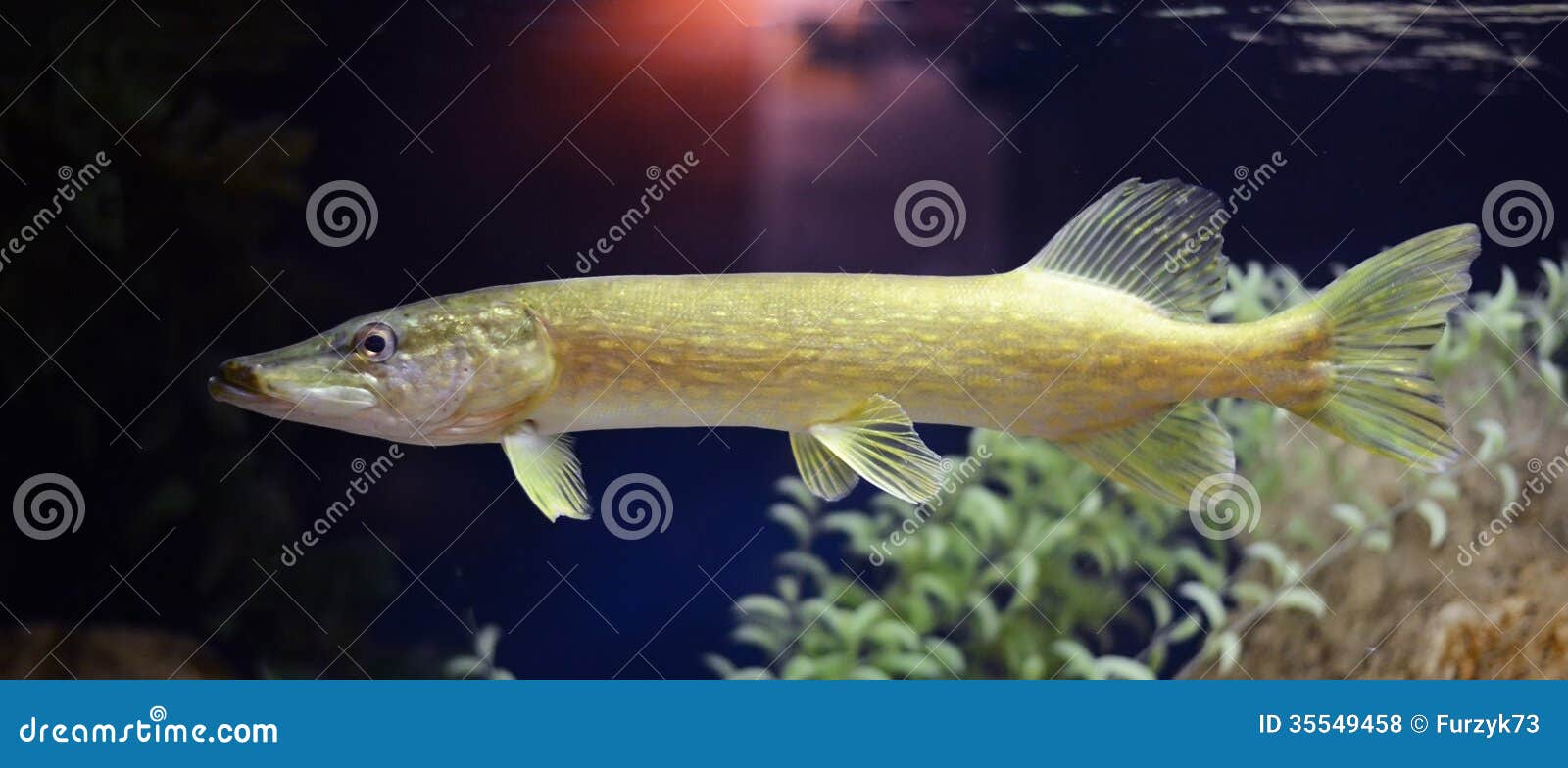 Pike fish stock photo. Image of aquarium, fish, nature - 35549458