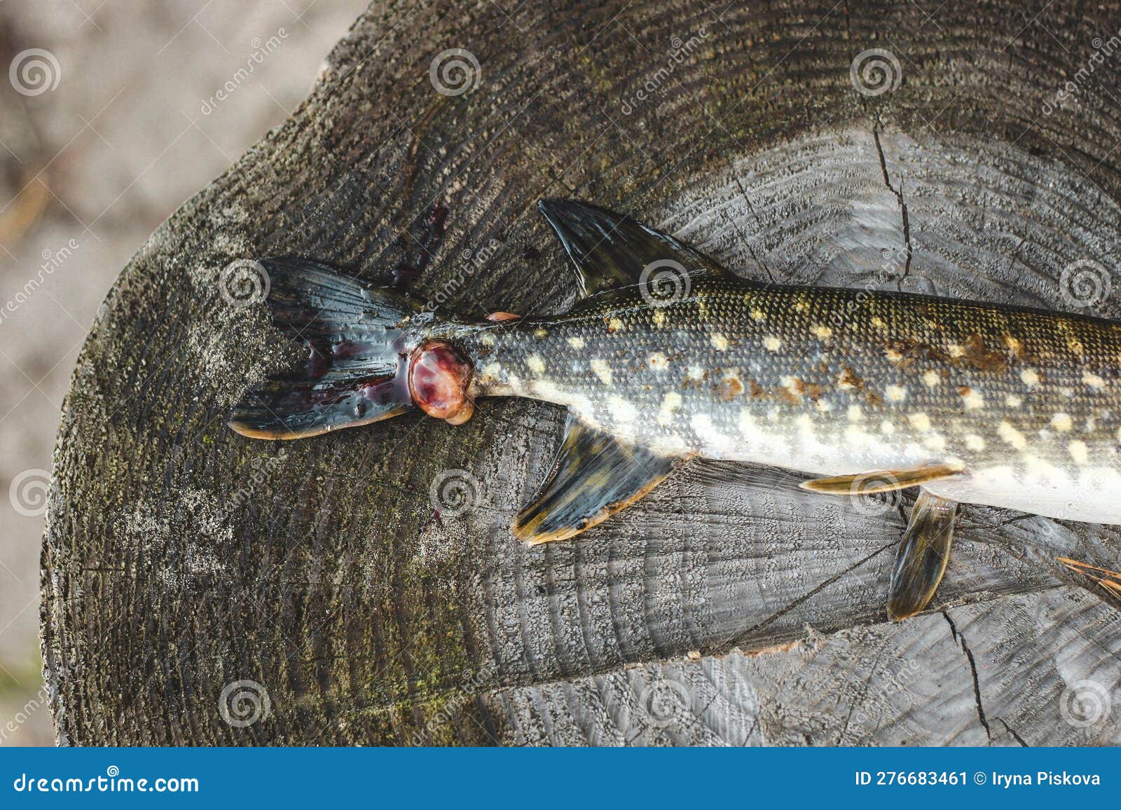 Pike Fish Caught by a Fisherman with a Wound from a Bite, Illness. Stock Image - Image of pike ...