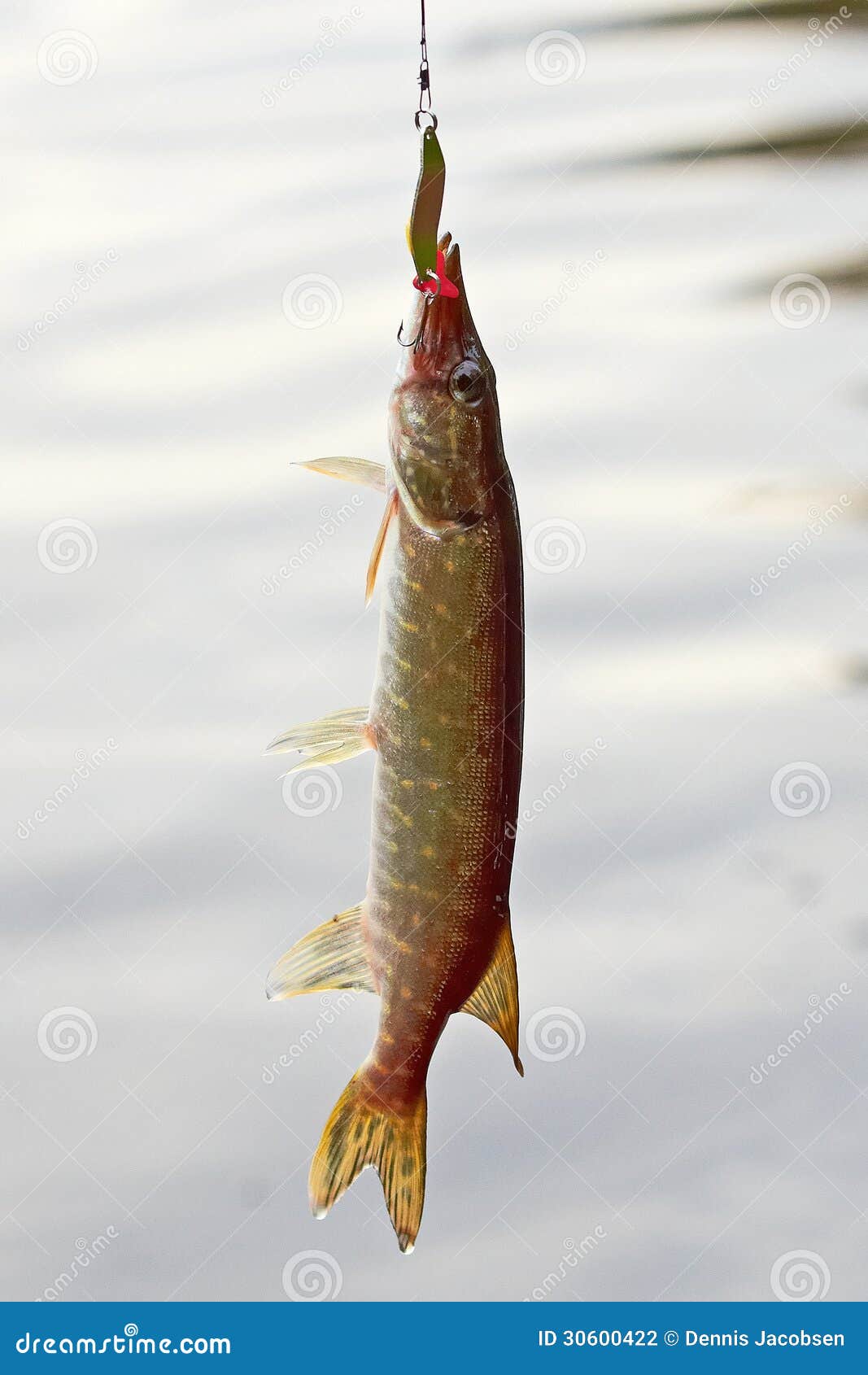 Pike fish (Esox) stock photo. Image of baits, fishing - 30600422