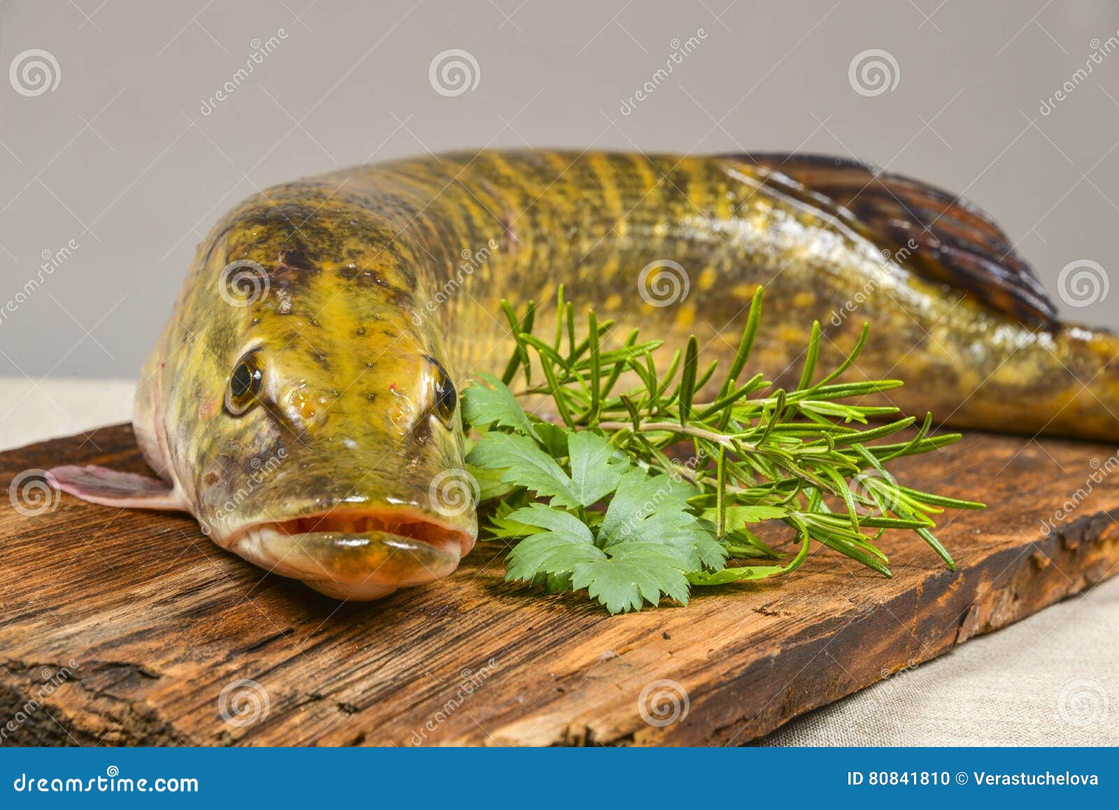 Pike fish stock photo. Image of meat, activity, delicious - 80841810