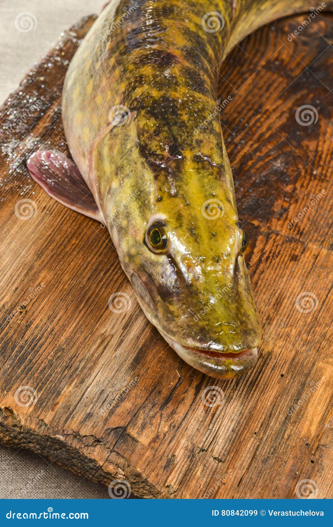 Pike fish- Esox lucius stock image. Image of pickerel - 80842099