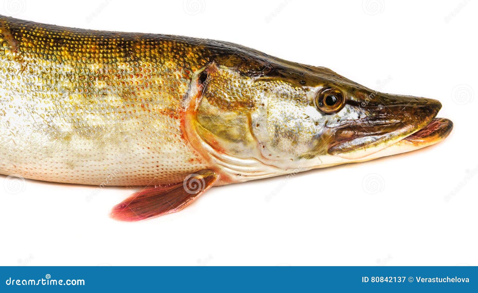 Pike fish- Esox lucius stock image. Image of closeup - 80842137