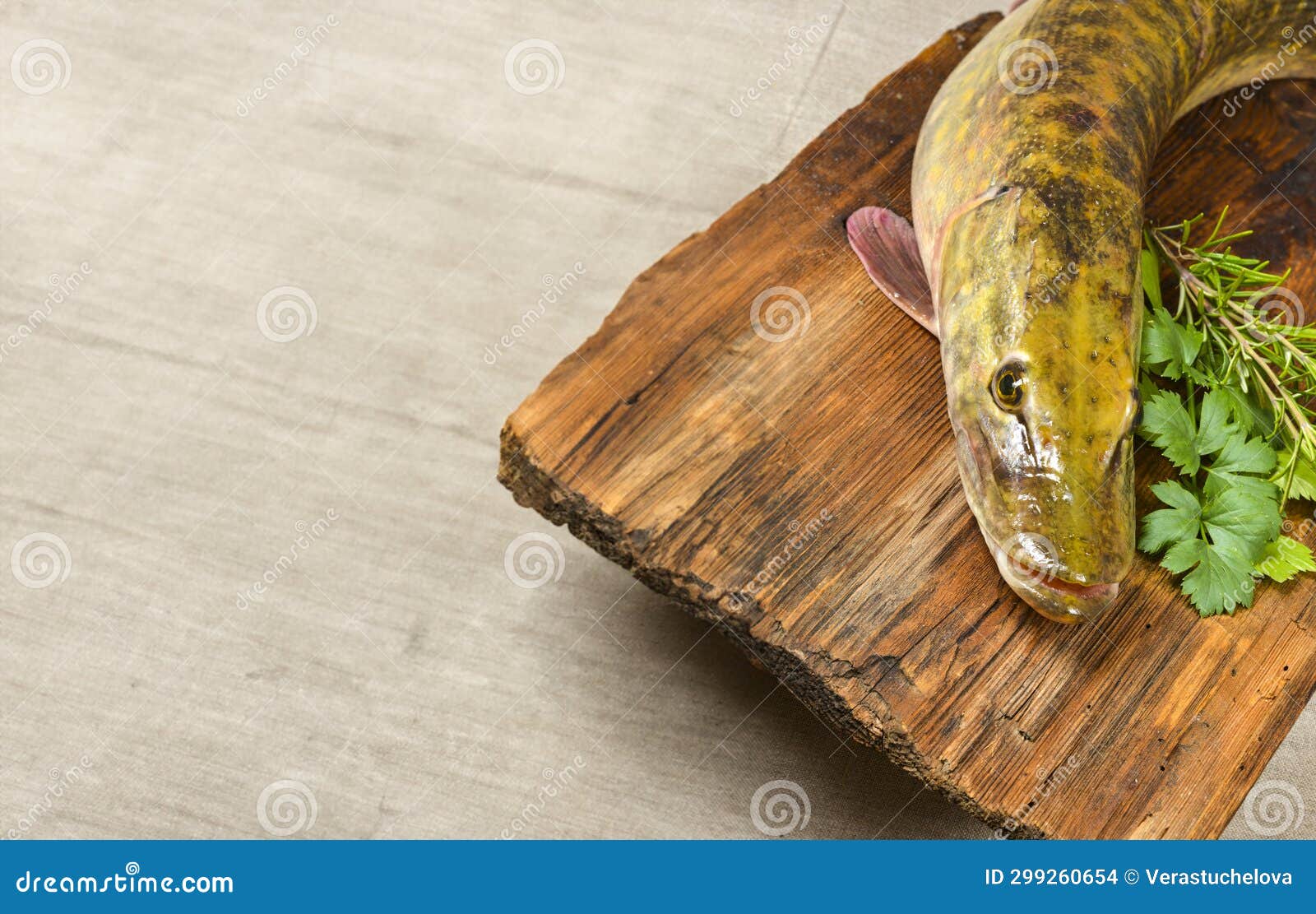 Pike fish- Esox lucius stock photo. Image of fishing - 299260654
