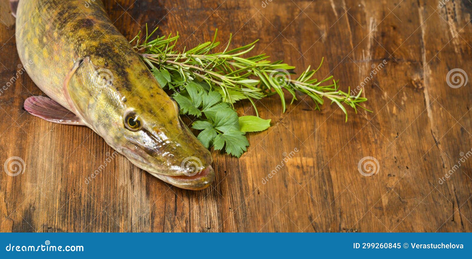 Pike fish- Esox lucius stock image. Image of lucius - 299260845