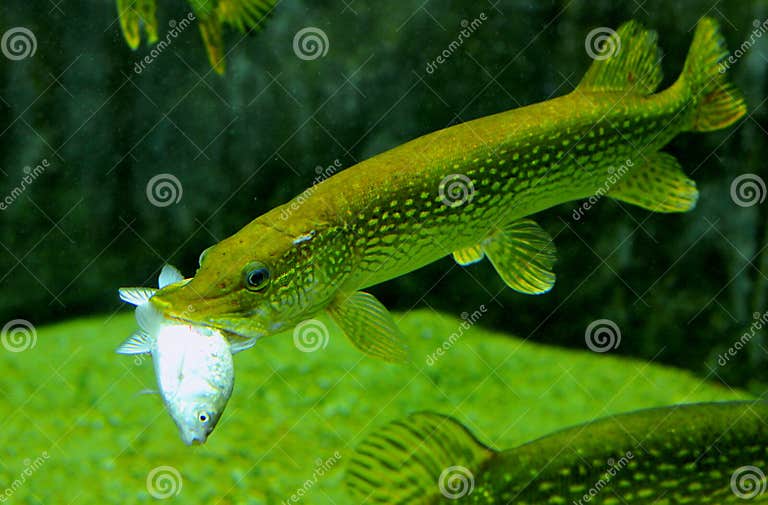 Pike fish feeding stock image. Image of pike, hunter - 17822807