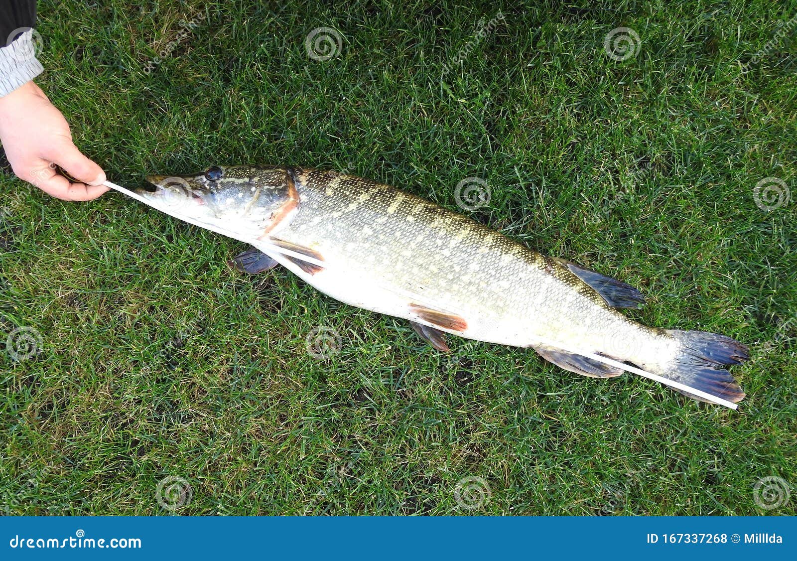 Pike Fish on Green Grass, Lithuania Stock Photo - Image of hand, body ...