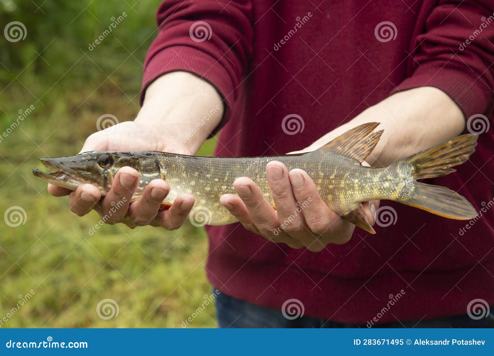 Pike Fish in the Hands of an Angler.Pike Fishing on the River Stock ...