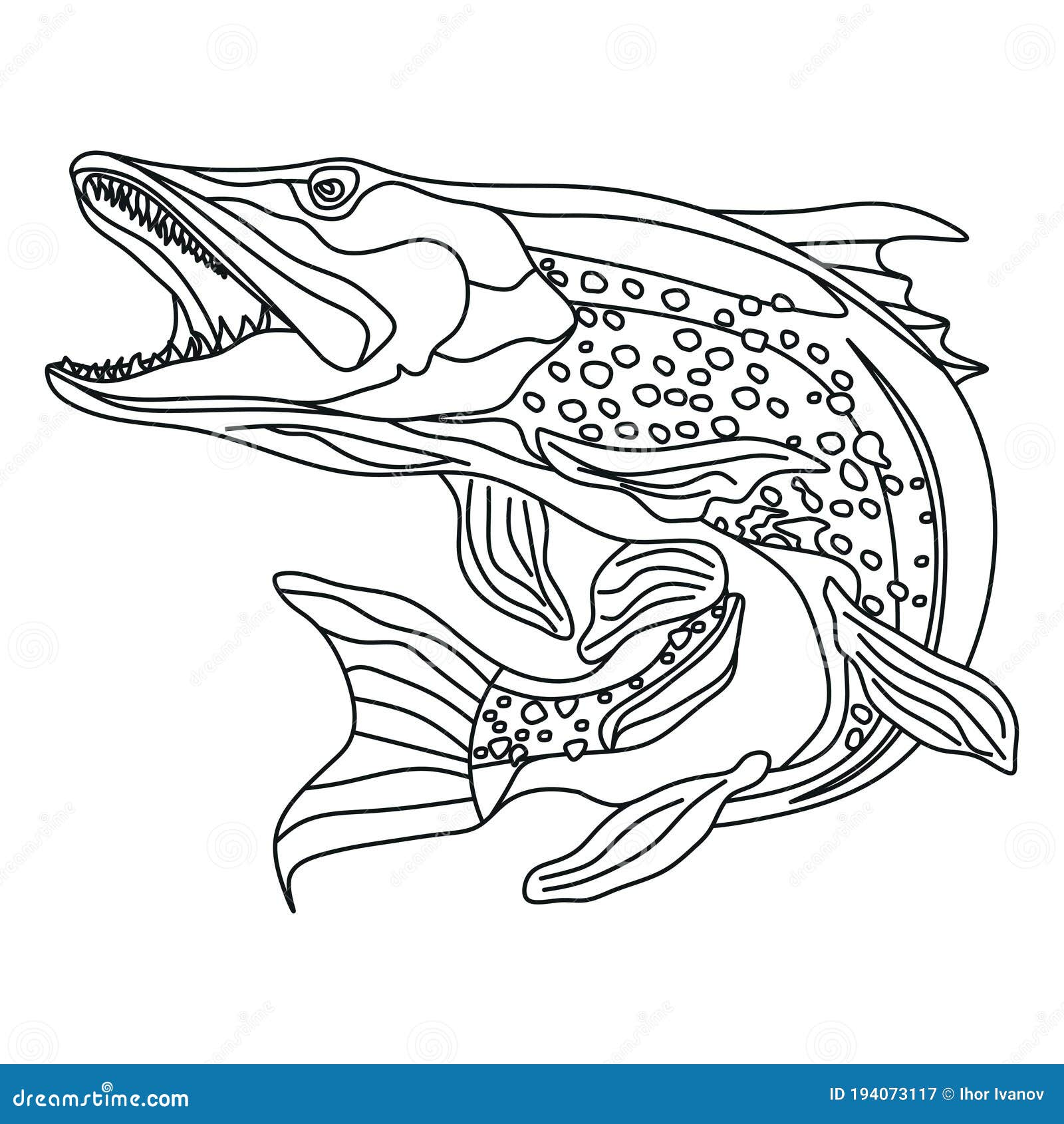 Pike Fish Image, Black and White Image, Freshwater Predators Stock ...