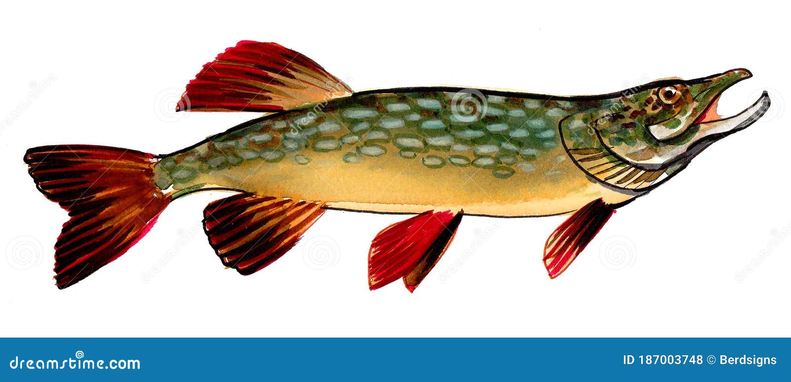 Pike fish stock illustration. Illustration of aquatic - 187003748