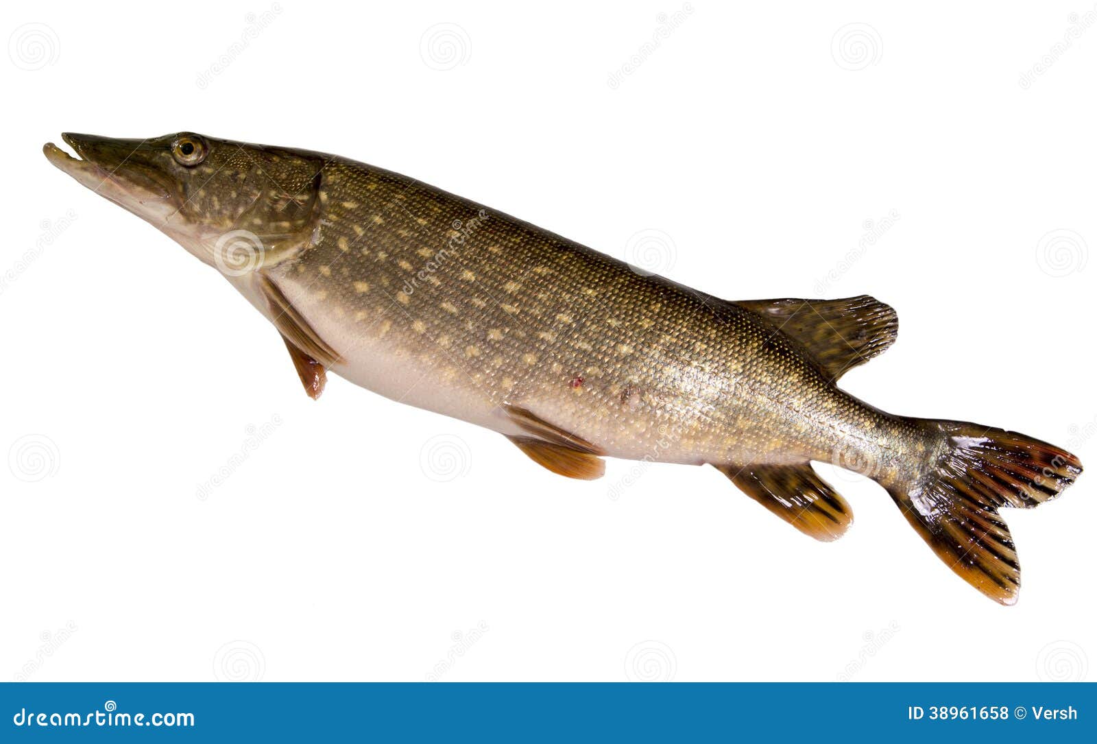 Pike Fish Isolated on White Background Stock Photo - Image of teeth ...