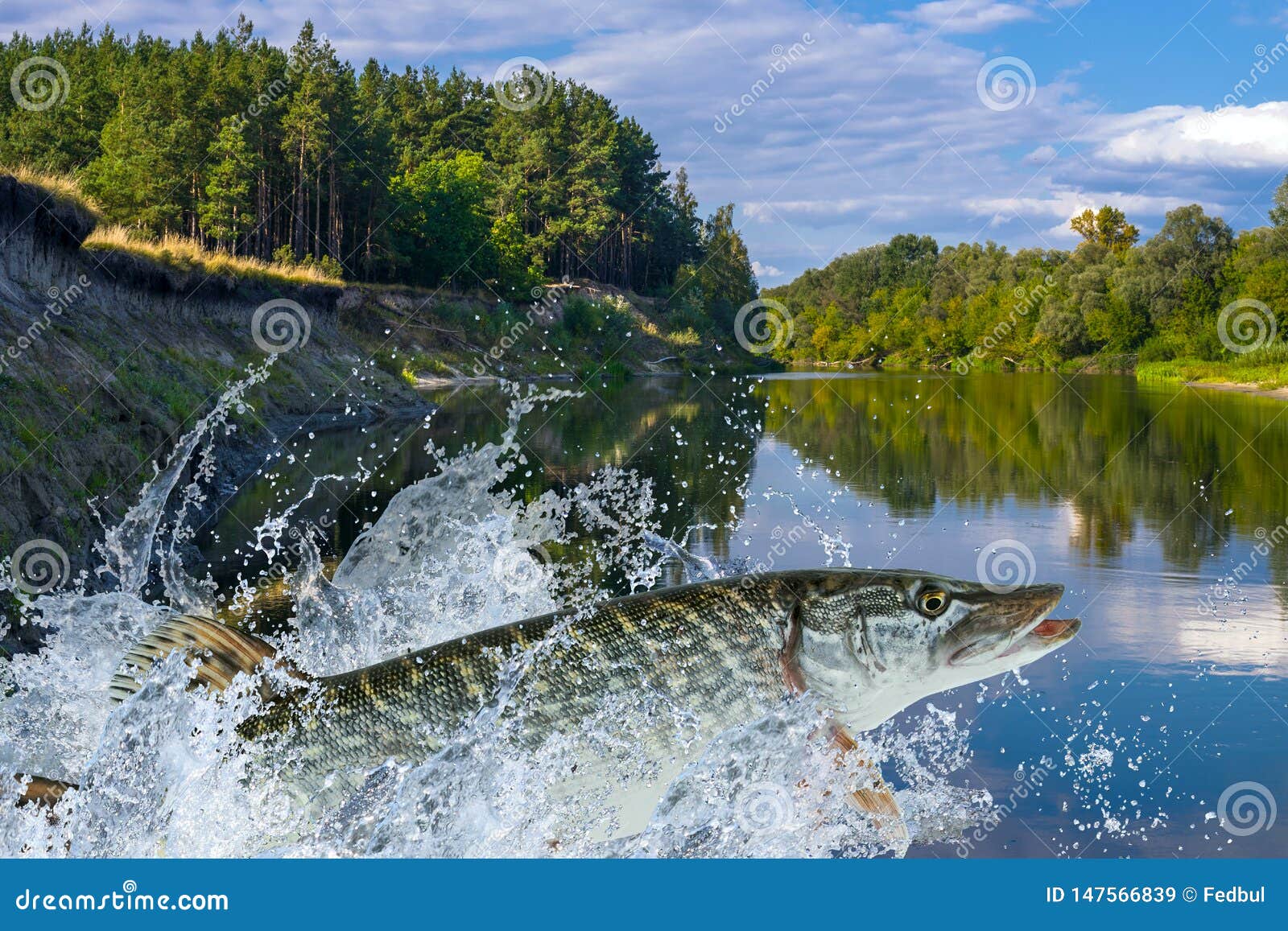 Pike Fish Jumping with Splashing in Water Stock Image - Image of view ...
