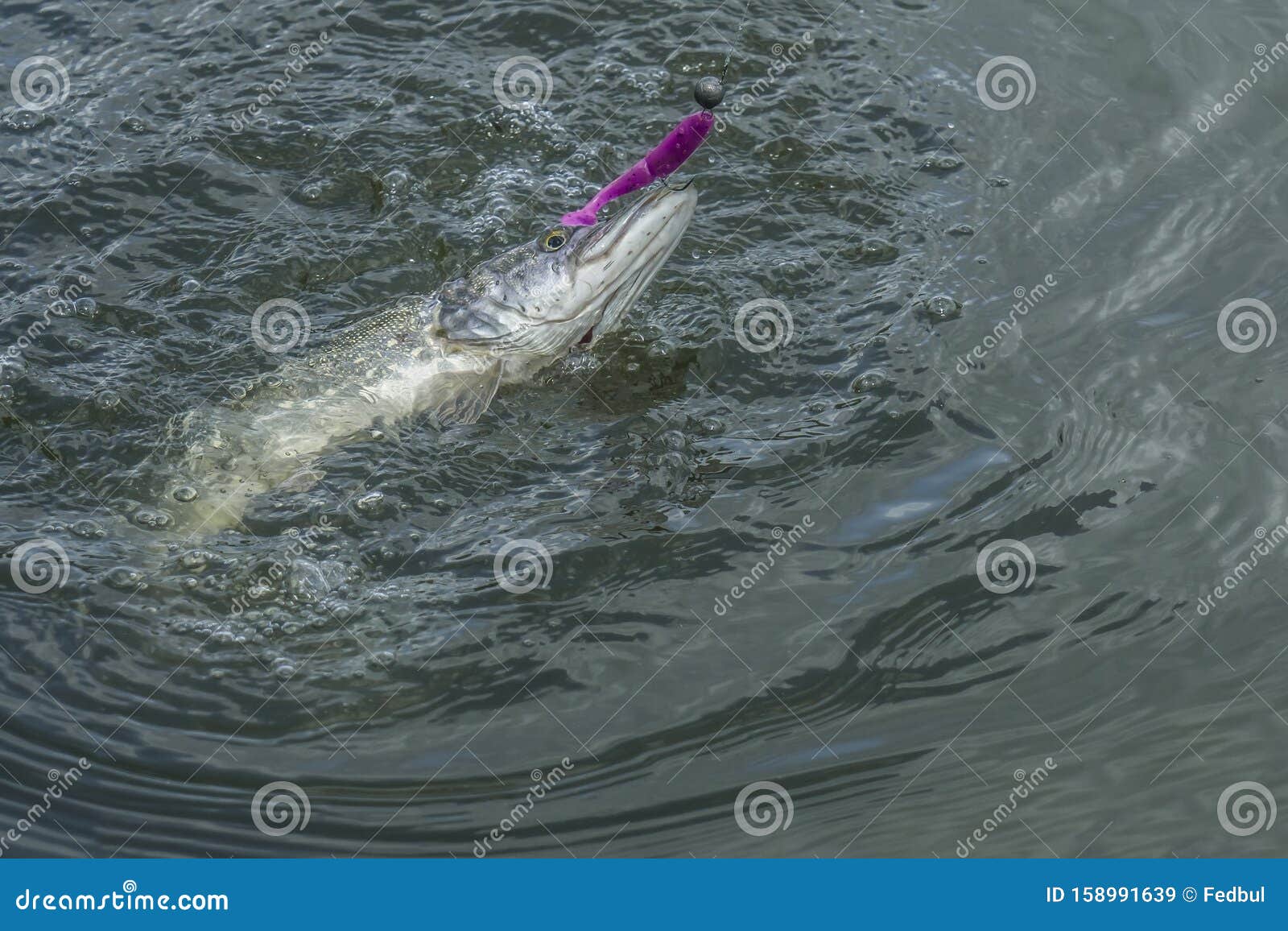 Pike Fish Jumping in Water with Splash. Fishing Background Stock Image ...