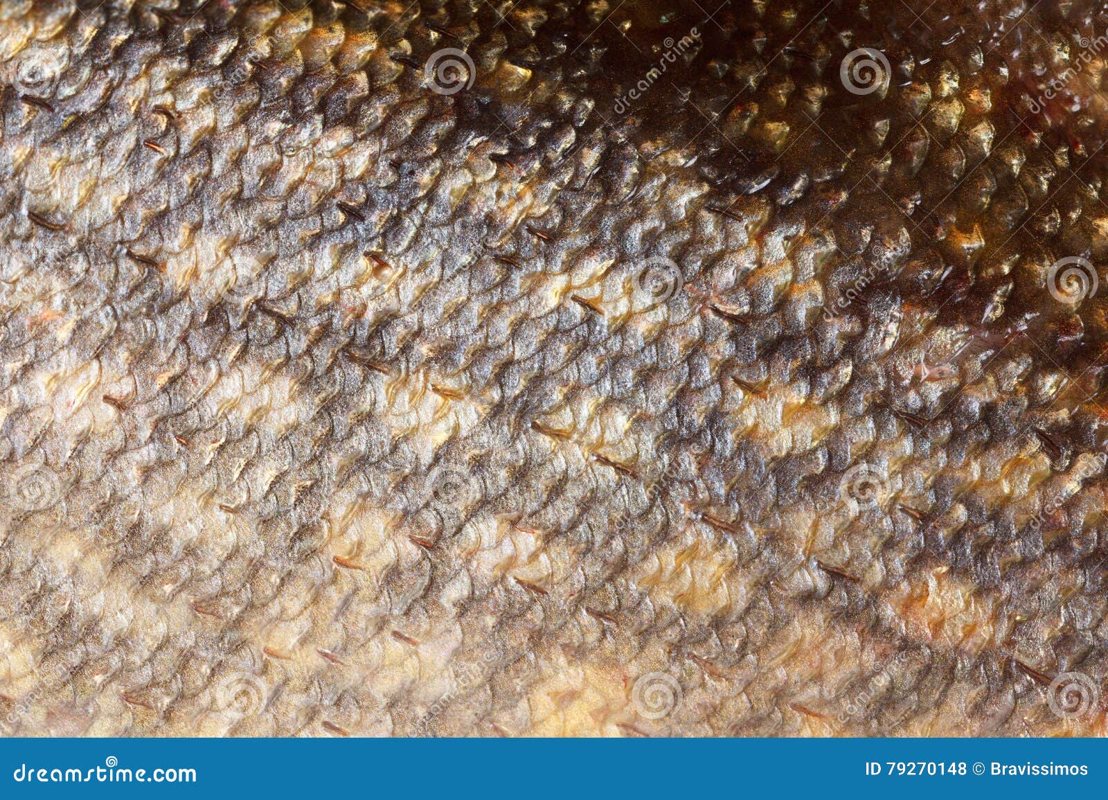 Texture Of Pike Skin Royalty-Free Stock Image | CartoonDealer.com #38961496