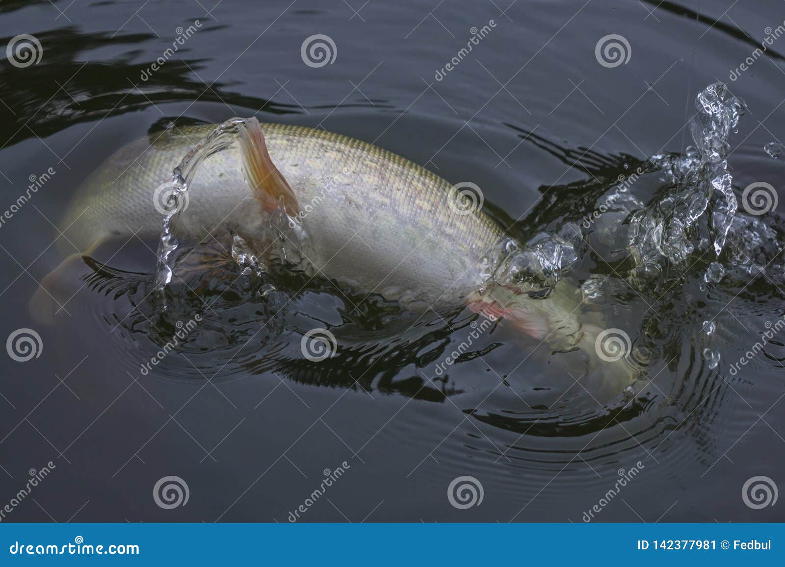 Pike Fish Trophy in Water with Splashing Stock Image - Image of angling ...