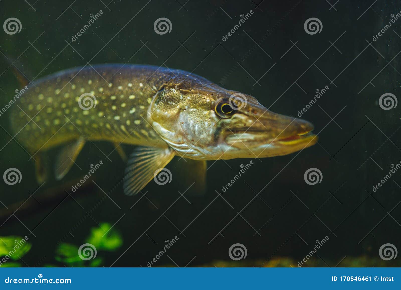 Pike fish underwater stock image. Image of closeup, catch - 170846461