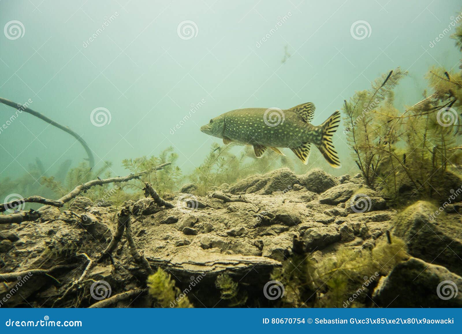 Pike fish stock photo. Image of underwater, diving, diver - 80670754