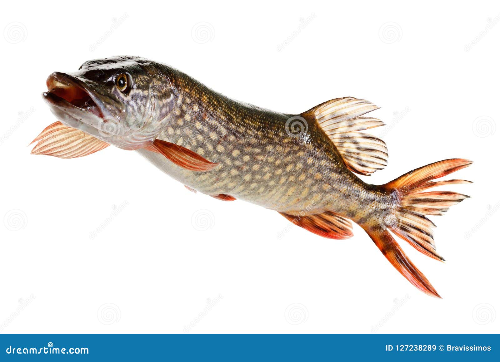 Pike Fish on a White Background Stock Image - Image of color, pike ...