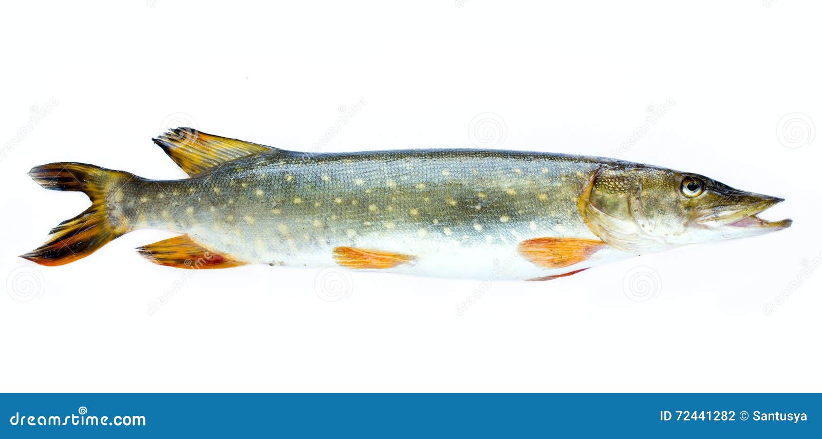 Pike Fish on White Background Stock Photo - Image of natural, long ...
