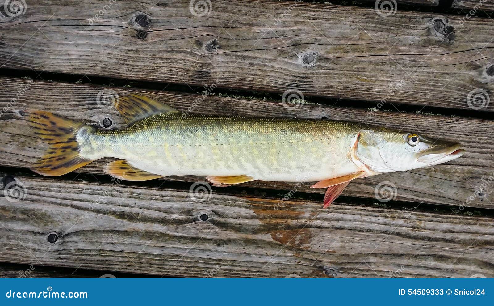 Pike fish stock image. Image of catch, meat, summer, freshwater - 54509333
