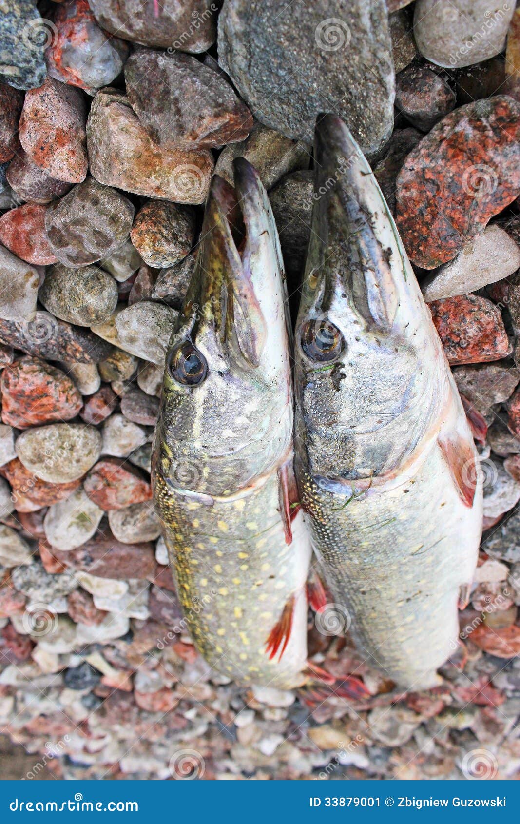 Pike - fishes stock image. Image of nutritious, ocean - 33879001