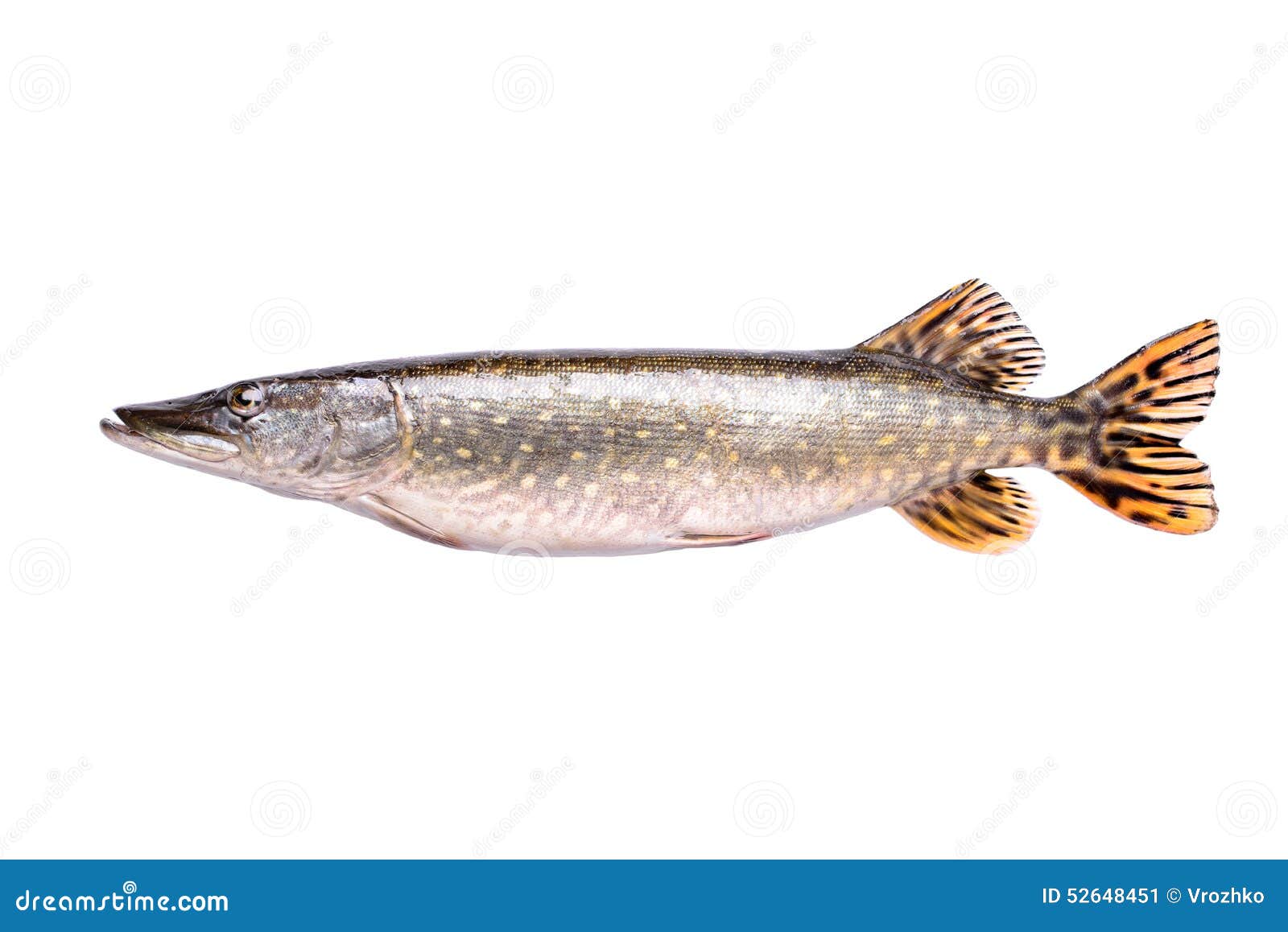 Isolated Pike, A Kind Of River Fish From The Side. Royalty-Free Stock ...