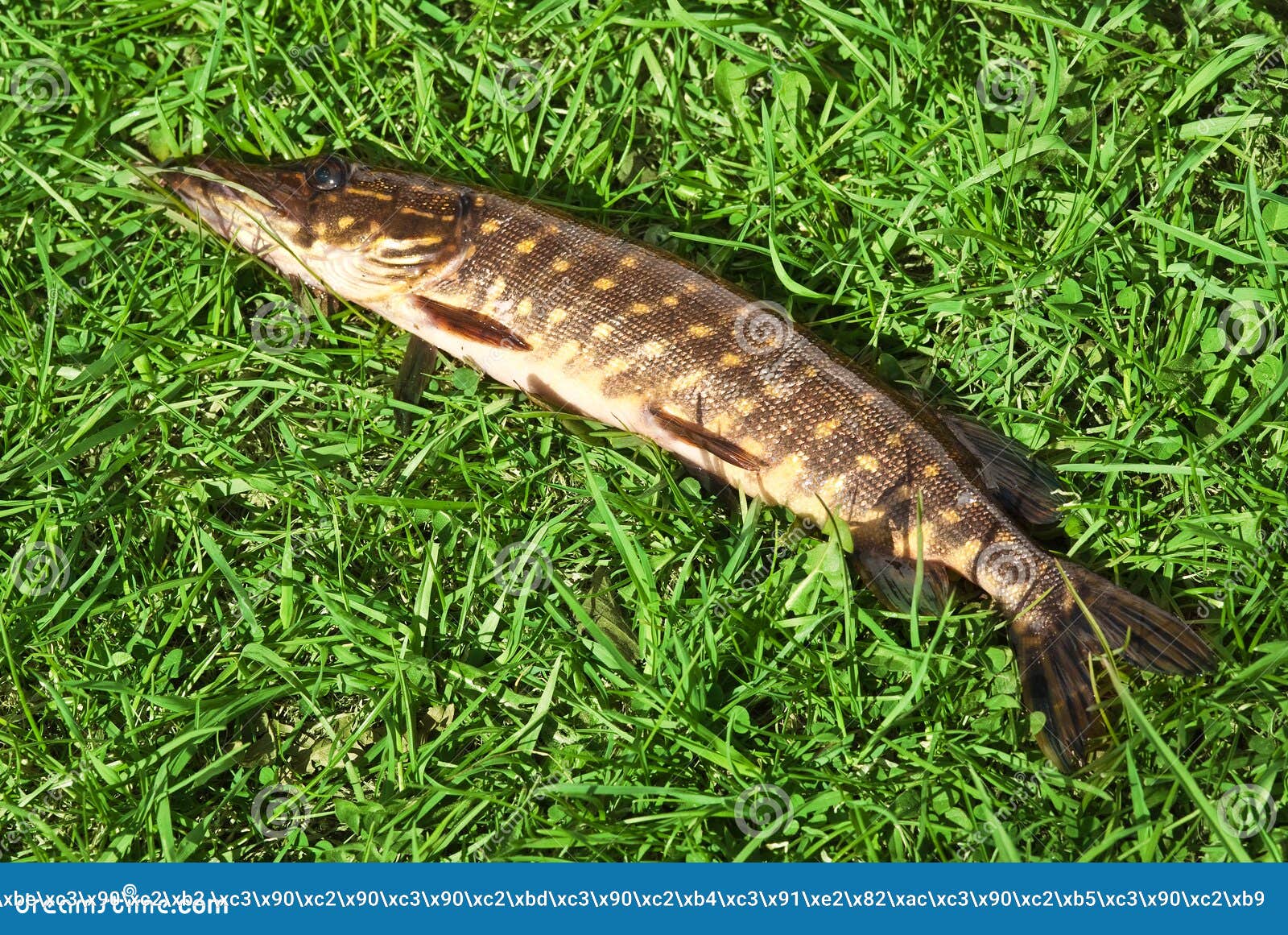 Pike on the green grass stock photo. Image of float, relaxation - 9400930