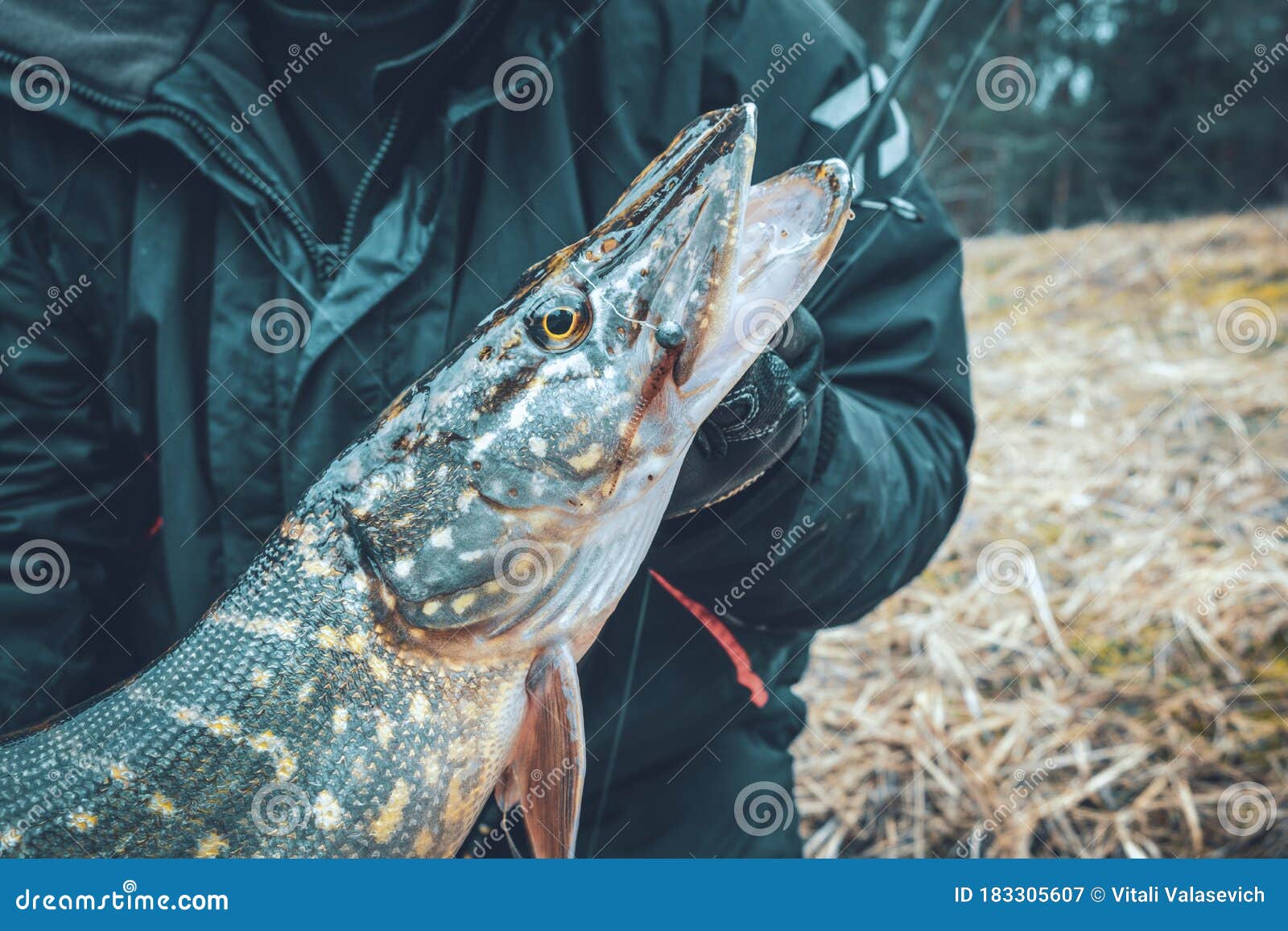 Pike in the Hand of an Angler Stock Image - Image of outdoor, vacation ...