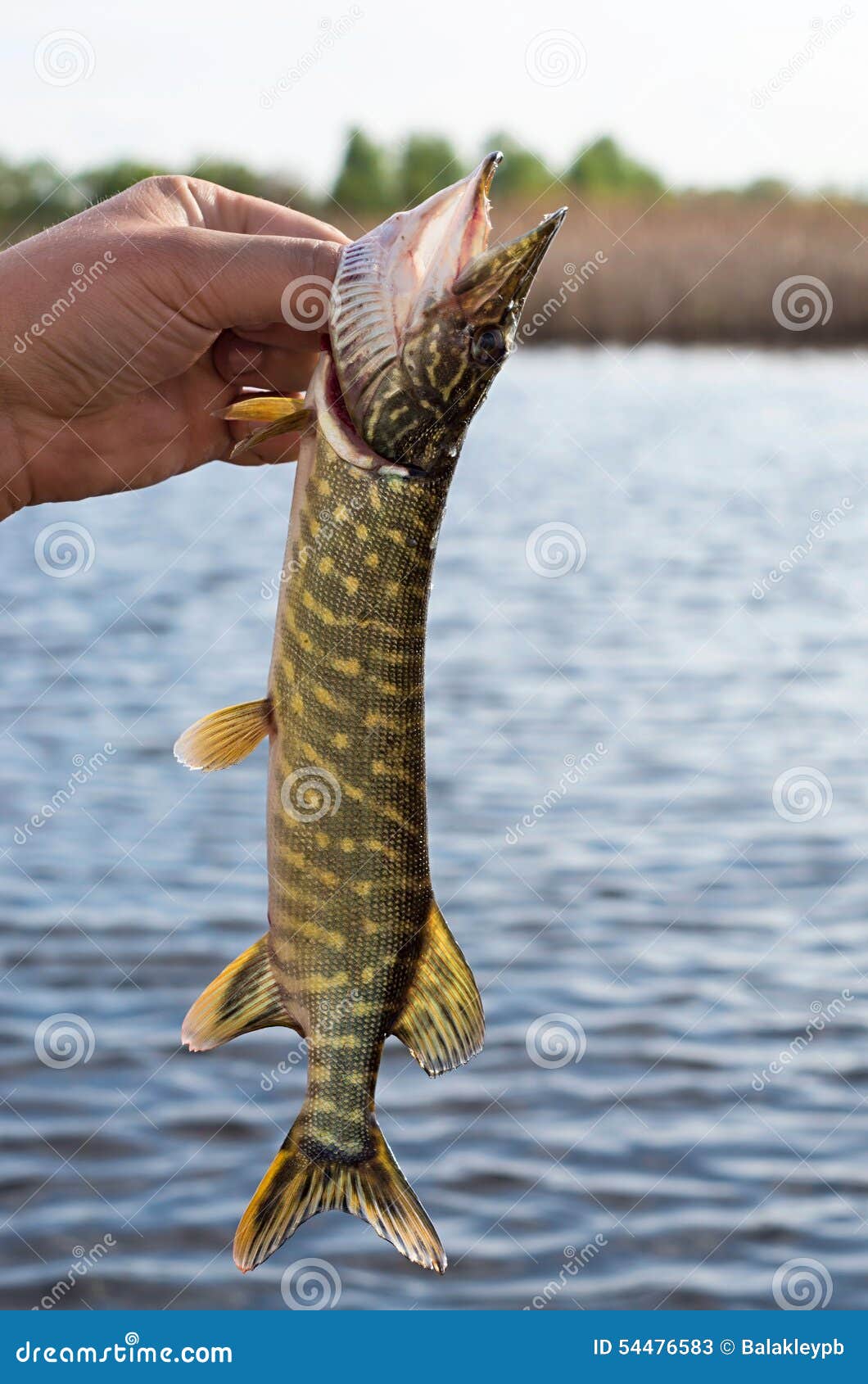 Pike in hand stock image. Image of outdoors, nature, green - 54476583