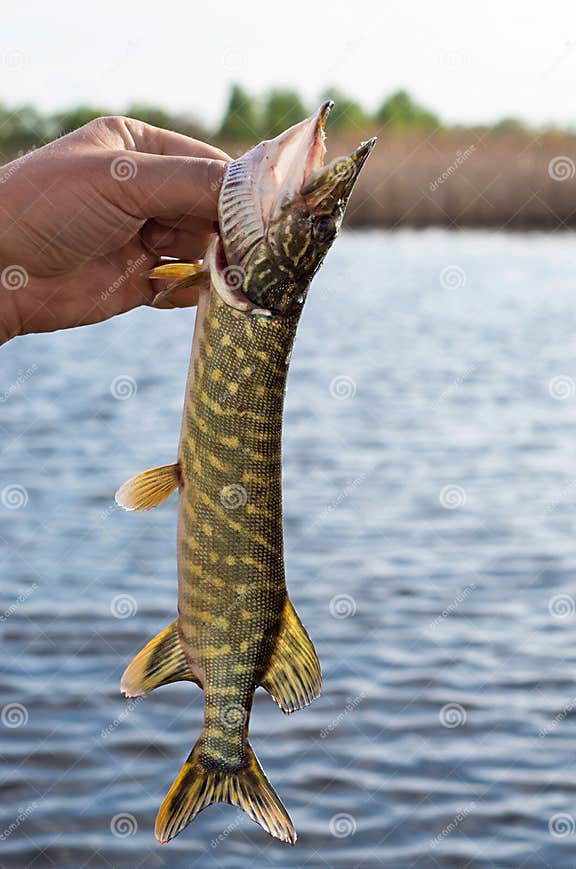 Pike in hand stock image. Image of outdoors, nature, green - 54476583