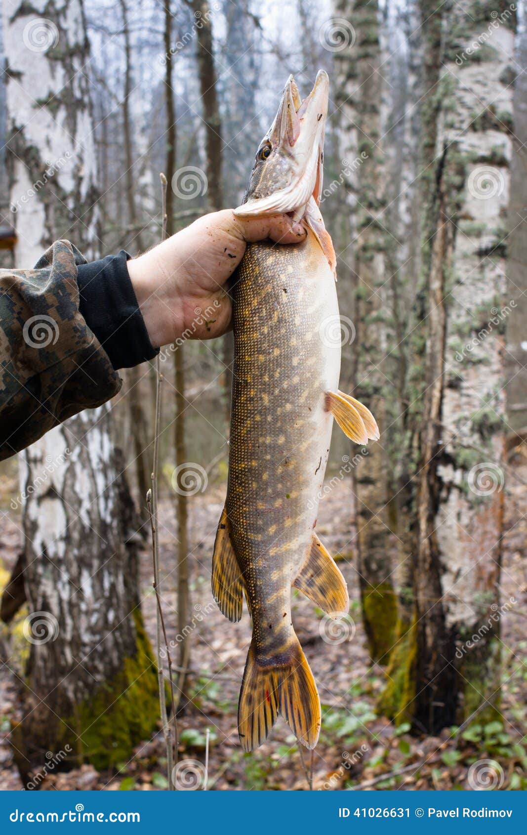 Pike in hand stock image. Image of fins, fishing, food - 41026631