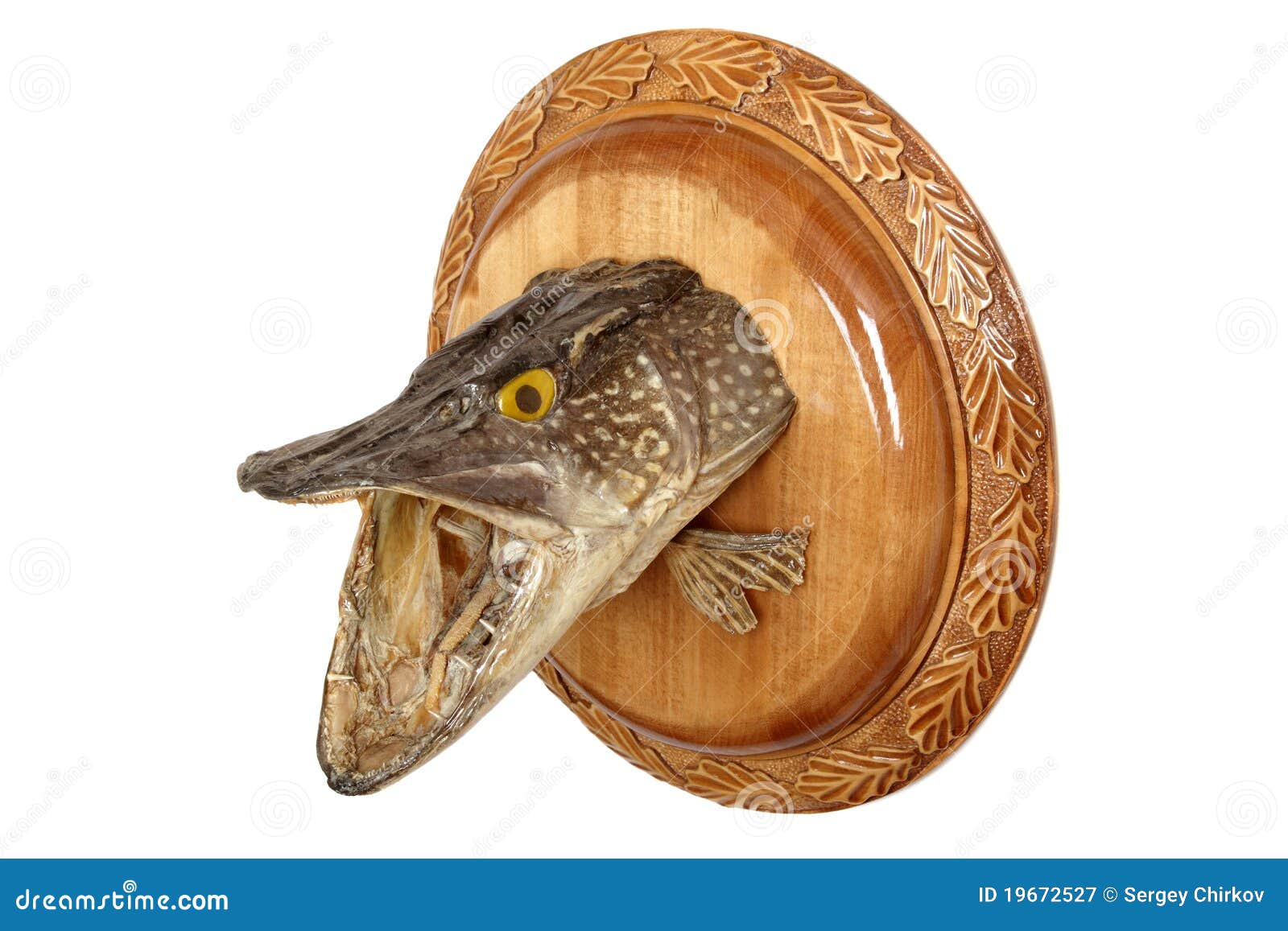 Pike head stock image. Image of animal, danger, taxidermy - 19672527
