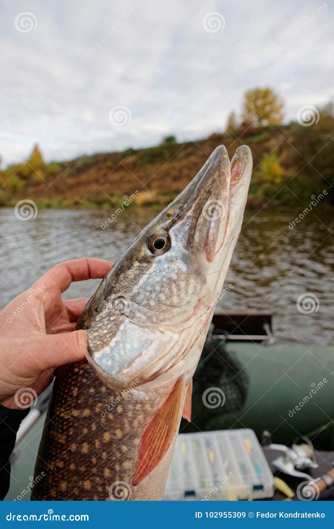 Pike head close-up stock image. Image of coast, nature - 102955309