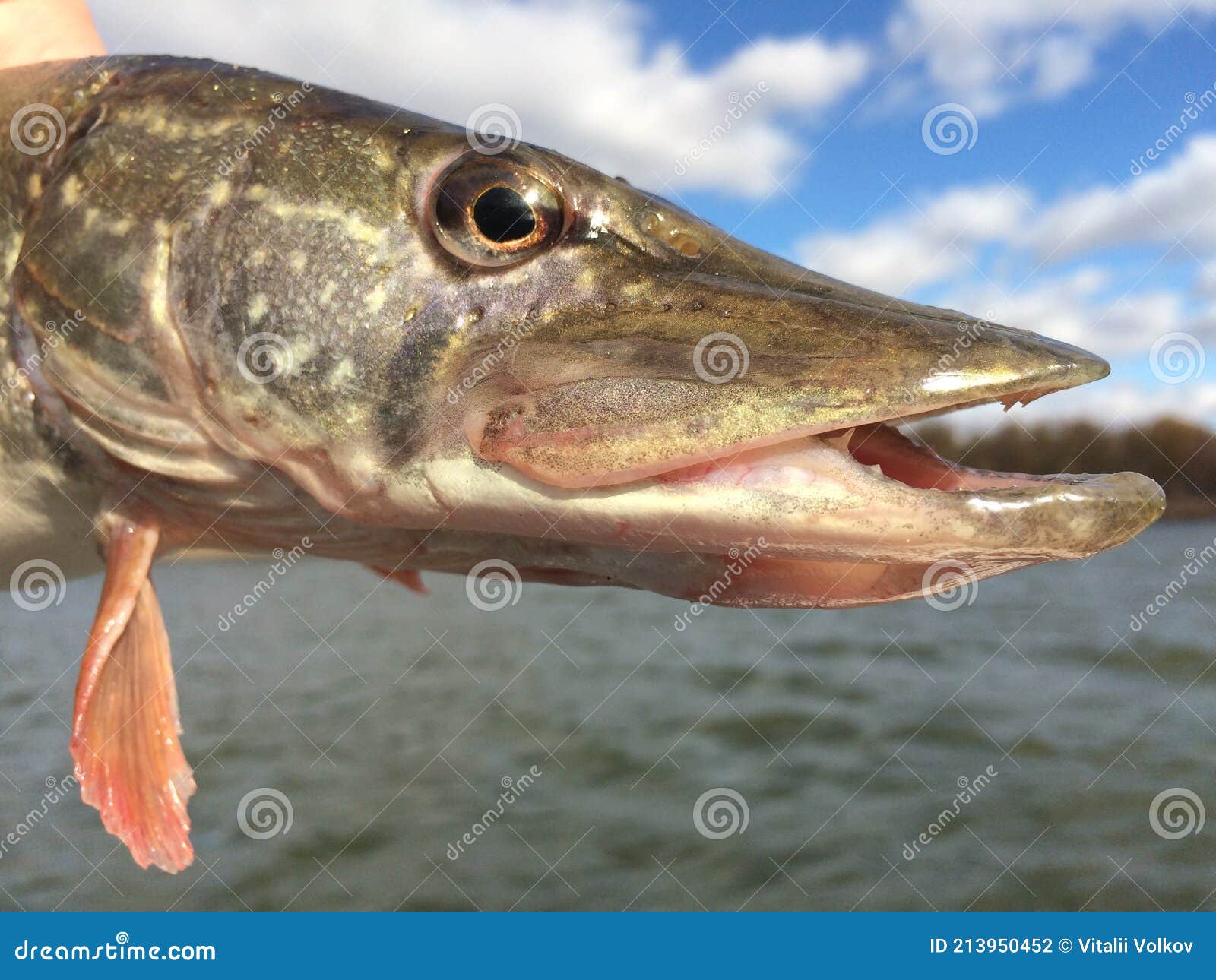 Pike head stock photo. Image of lucius, summer, head - 213950452