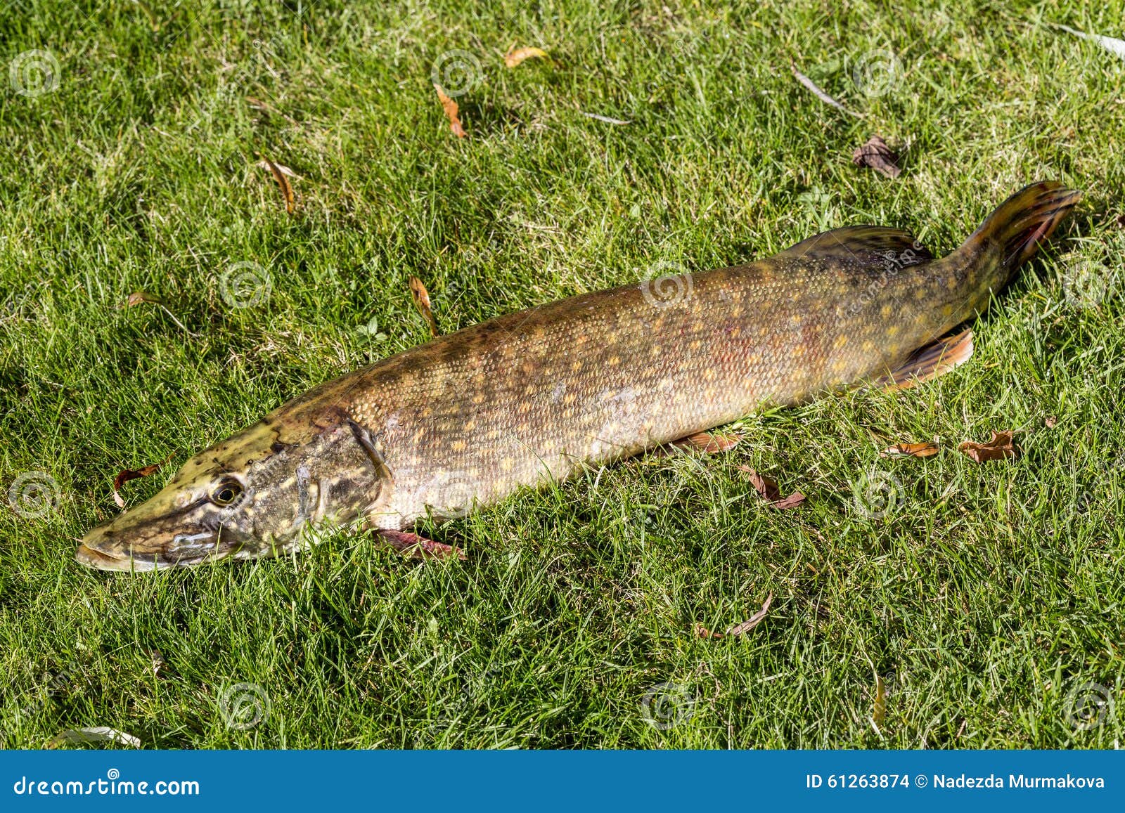 Pike Head on a Grass Background Stock Photo - Image of closeup ...