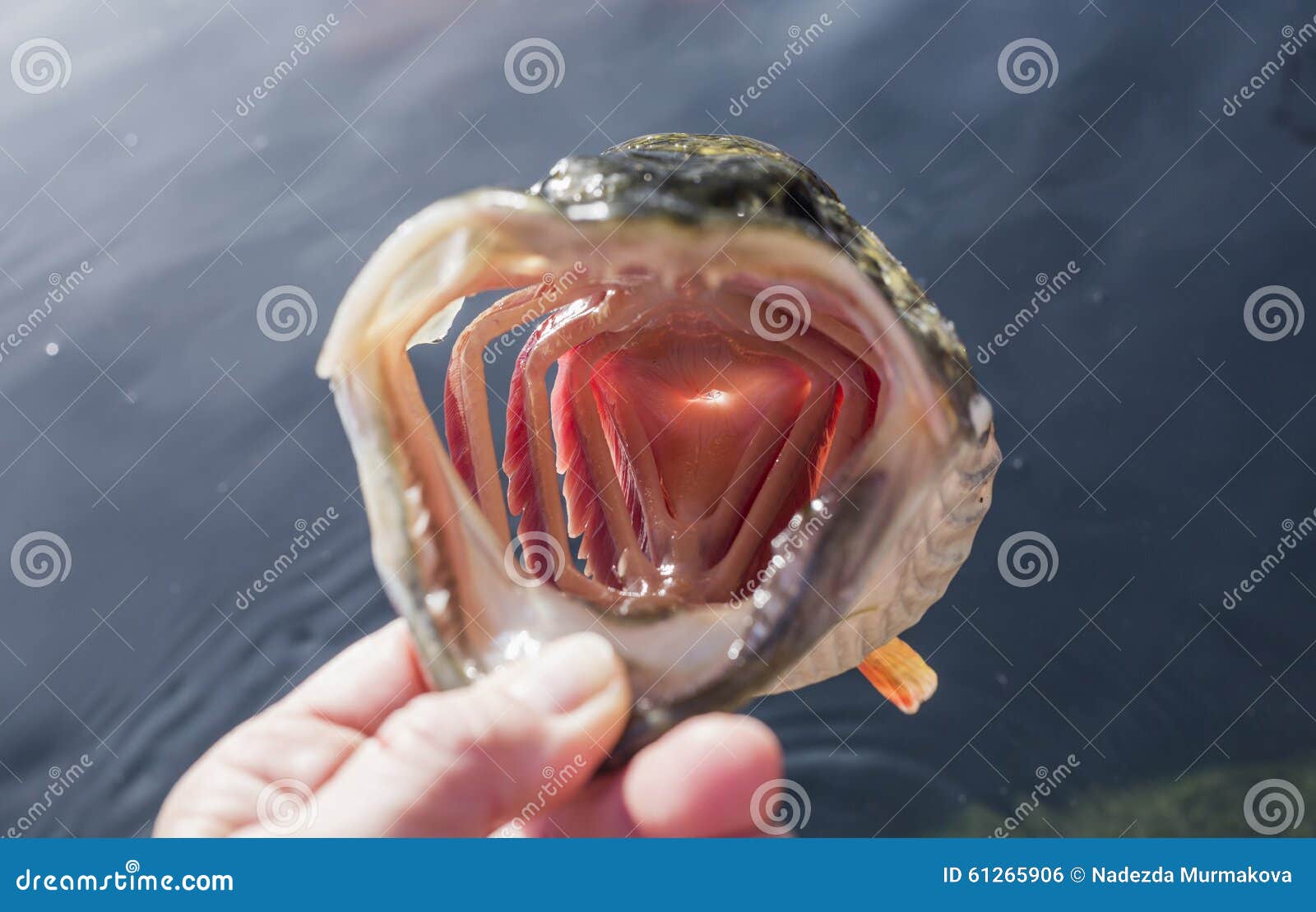 Pike Head on a Grass Background Stock Photo - Image of freshwater ...