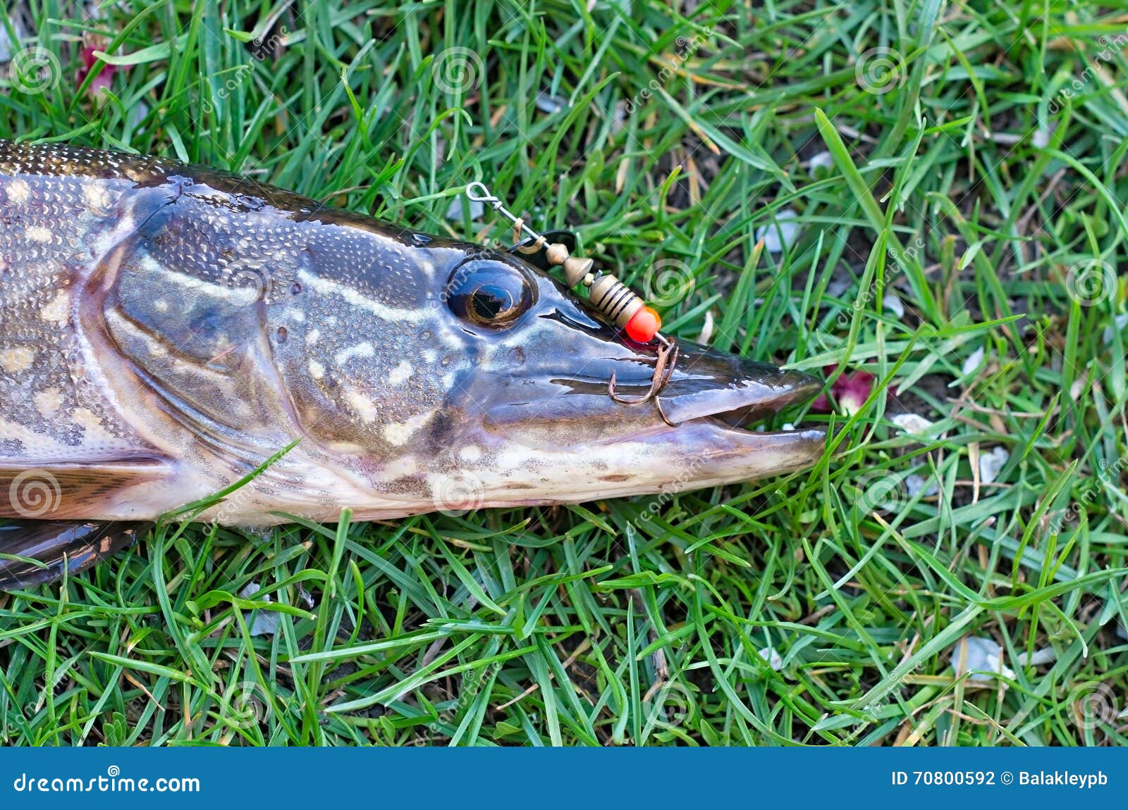 Pike head stock photo. Image of catch, sharp, closeup - 70800592