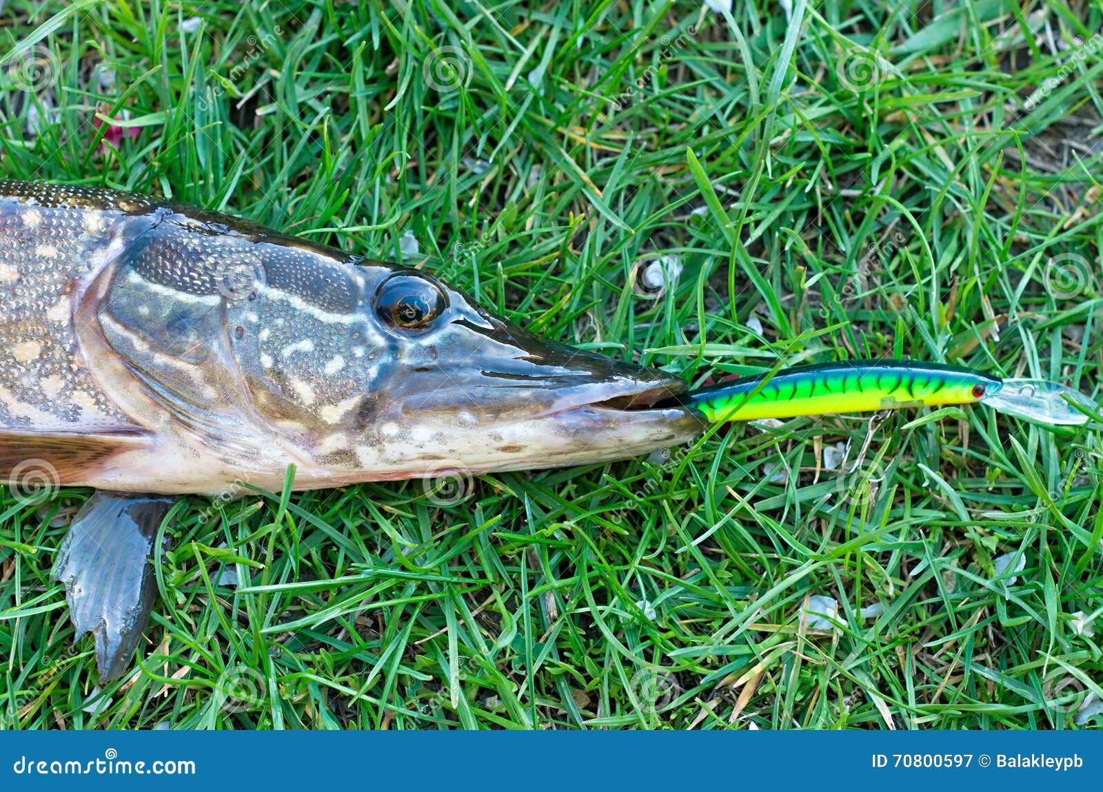 Pike head stock image. Image of nature, leisure, recreational - 70800597