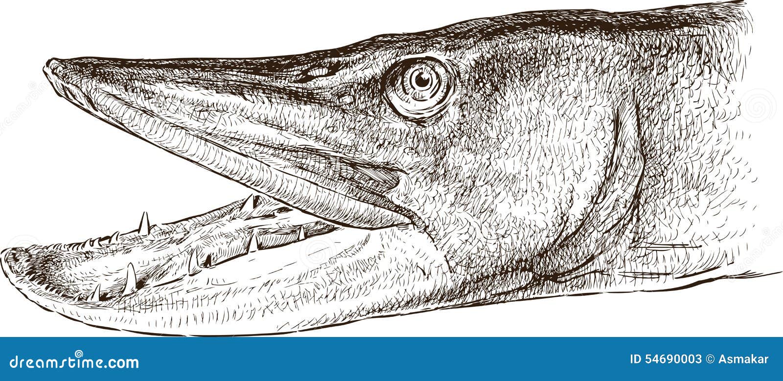 Pike Head. Fish Head. Vector Clipart | CartoonDealer.com #246644637