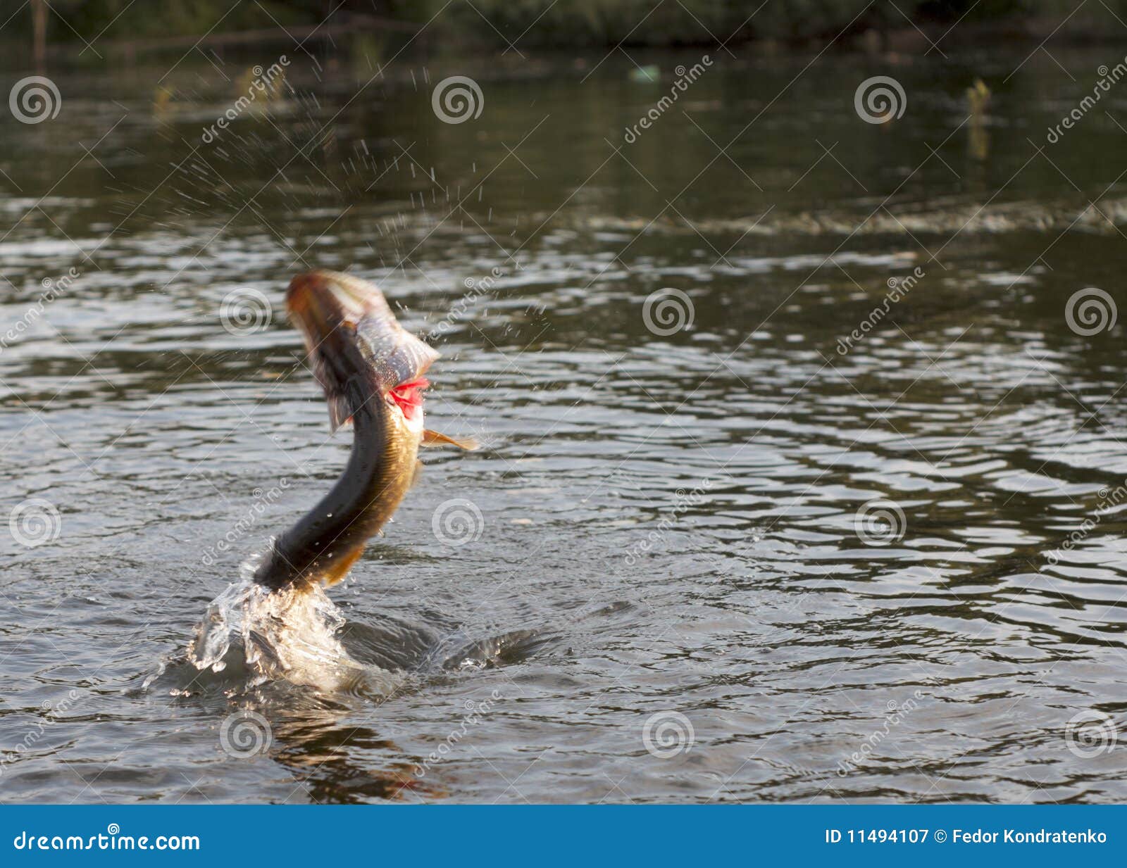 Pike on Hook, Jumping and Shaking Stock Image - Image of catch, bright ...