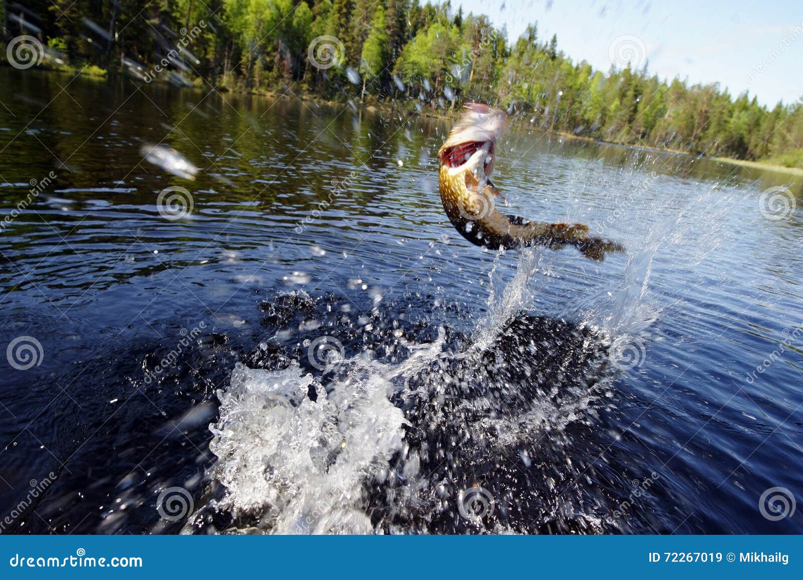 Pike Fish Jumping In Water With Splash. Fishing Background Stock ...