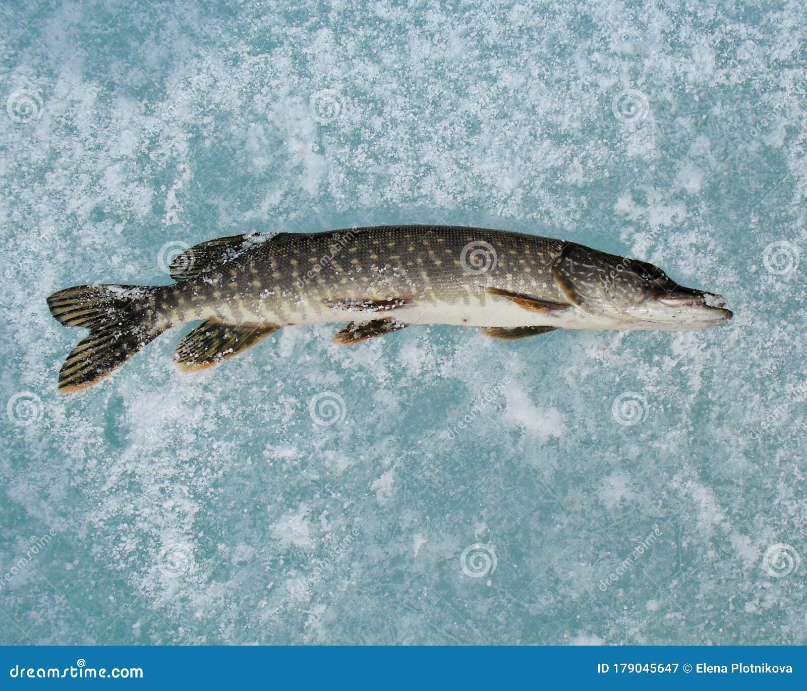 Pike on Ice Covered with Frost, Close-up. Copy Spase Stock Image ...
