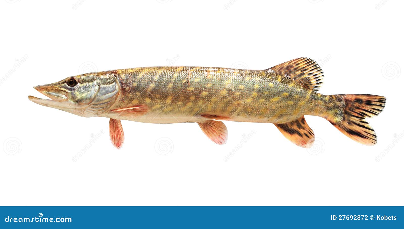 Isolated Pike, A Kind Of River Fish From The Side. Royalty-Free Stock ...