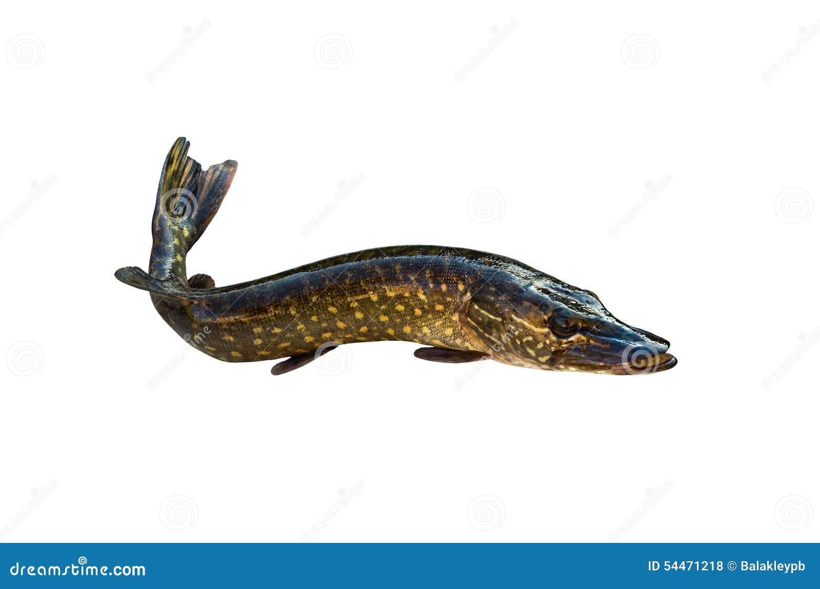 Pike isolated stock photo. Image of eating, aerodynamic - 54471218