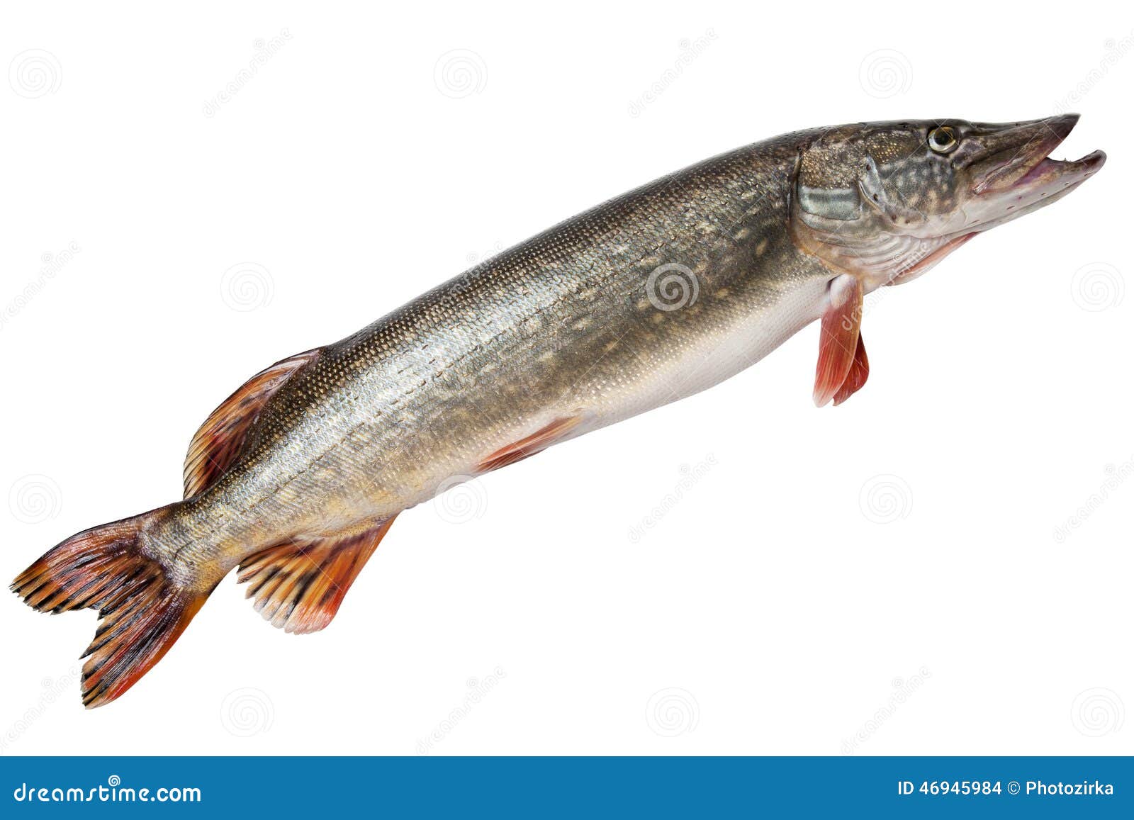 Pike Isolated on White Background Stock Photo - Image of predator, food ...