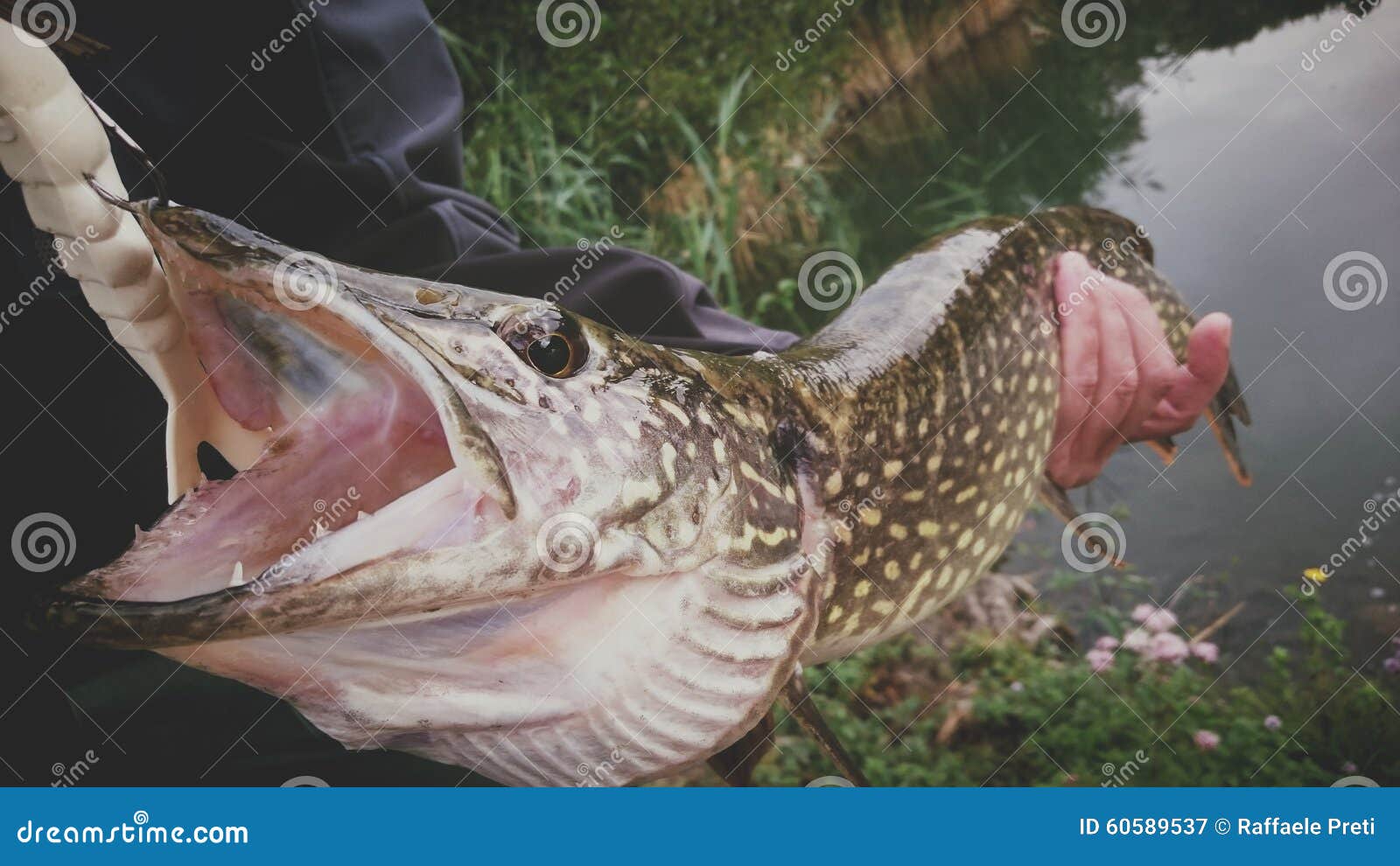 Pike stock image. Image of luccio, italy, pike, fish - 60589537