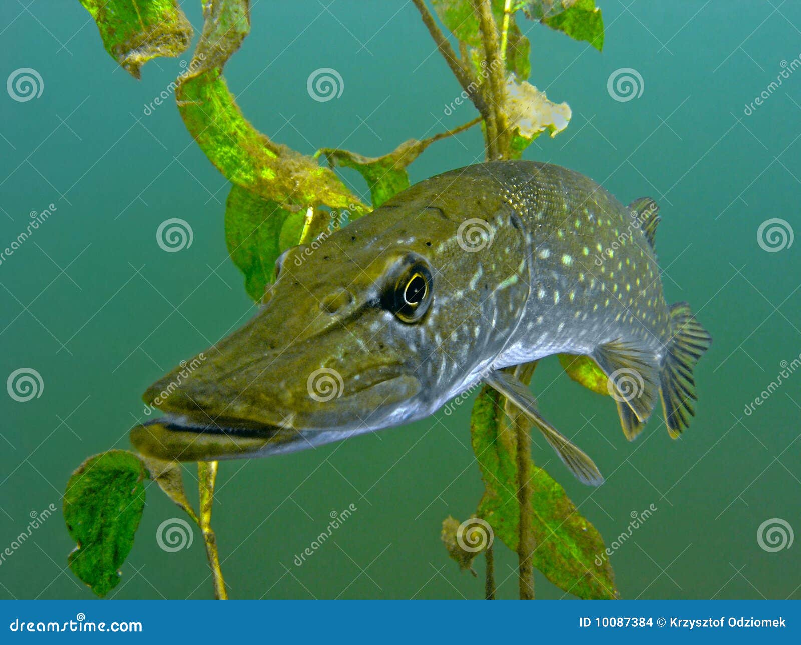 Pike in the lake stock photo. Image of green, fauna, plant - 10087384