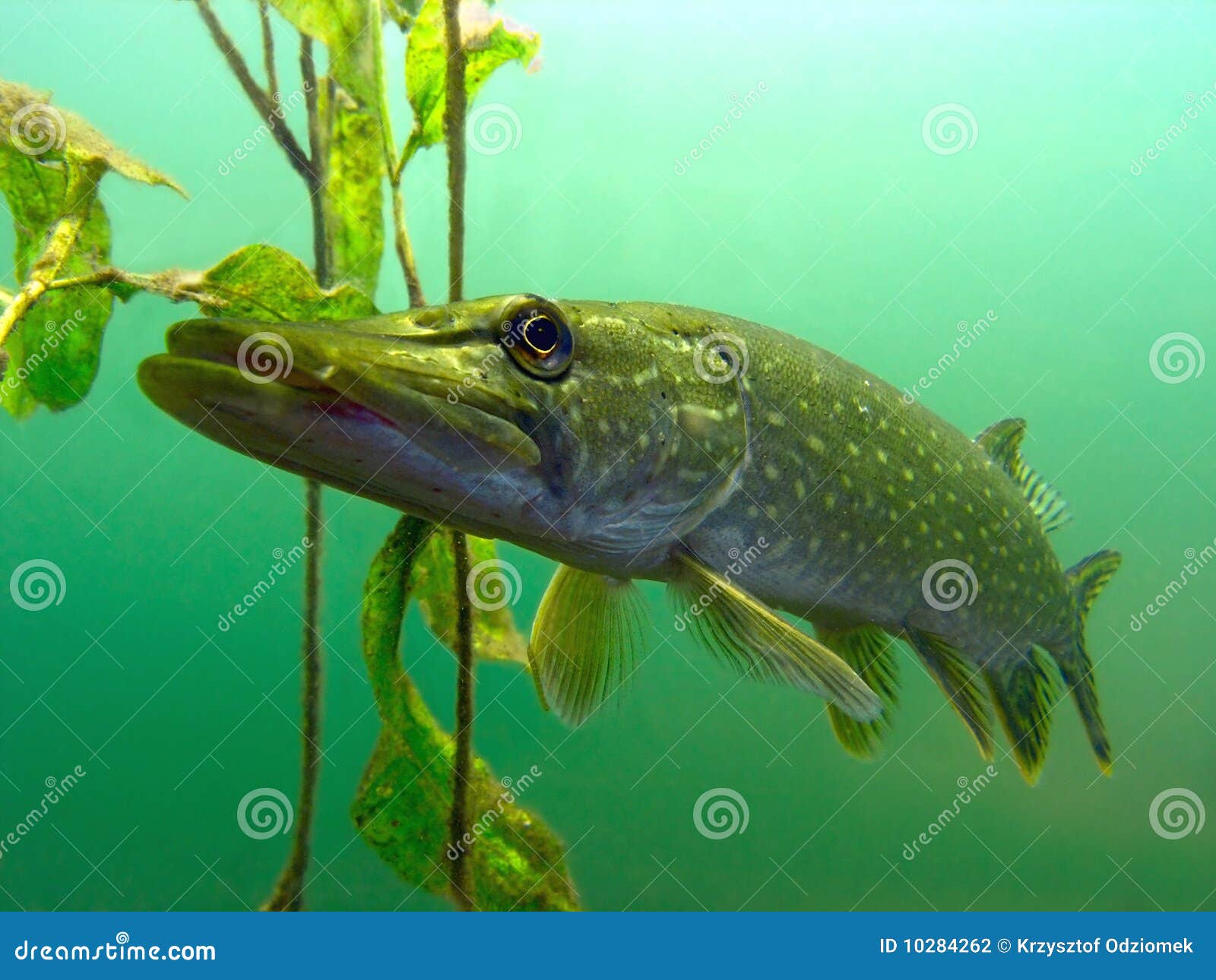 Pike in the lake stock photo. Image of life, esox, animal - 10284262