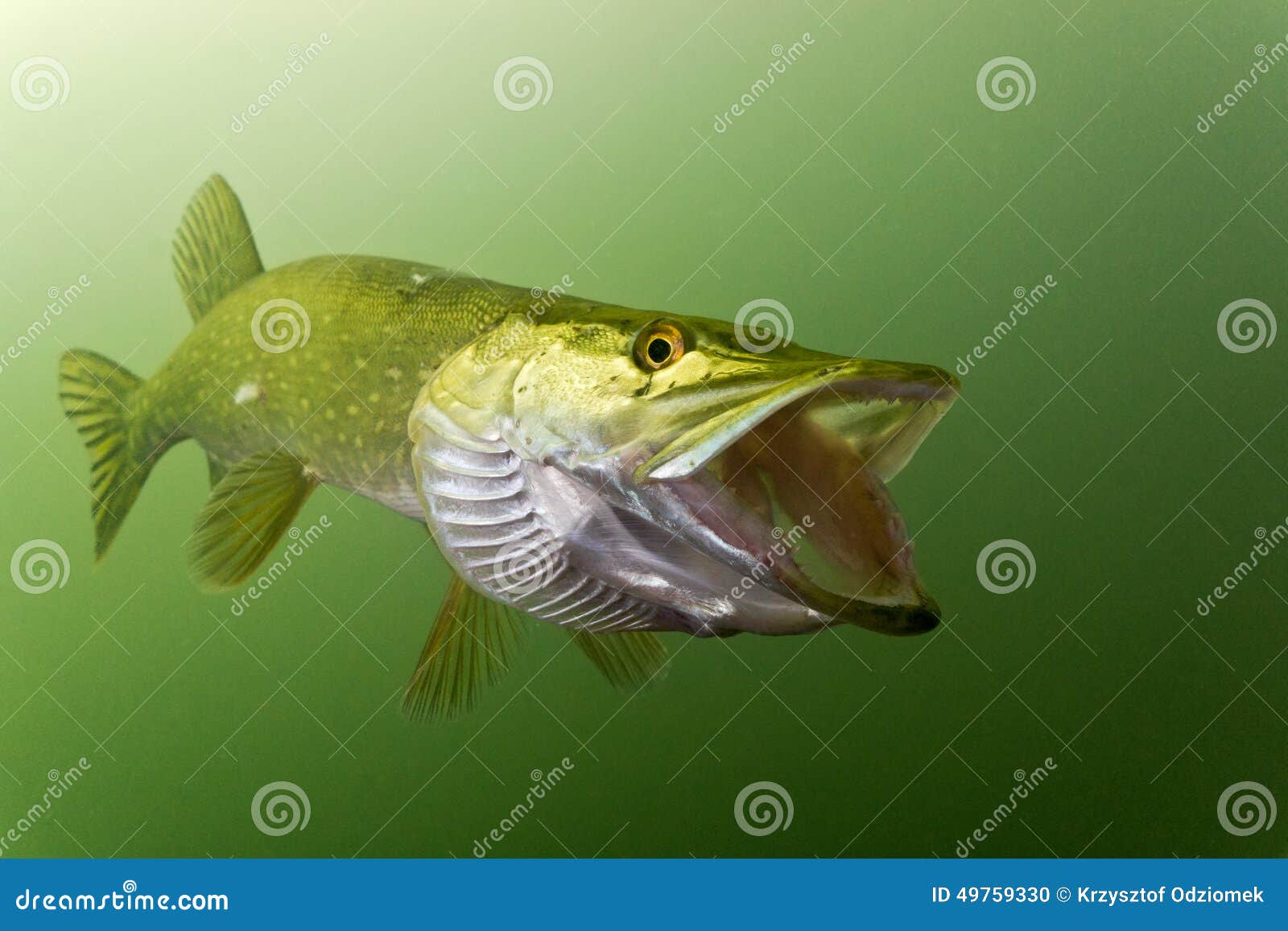 Pike stock photo. Image of plant, fish, underwater, water - 49759330